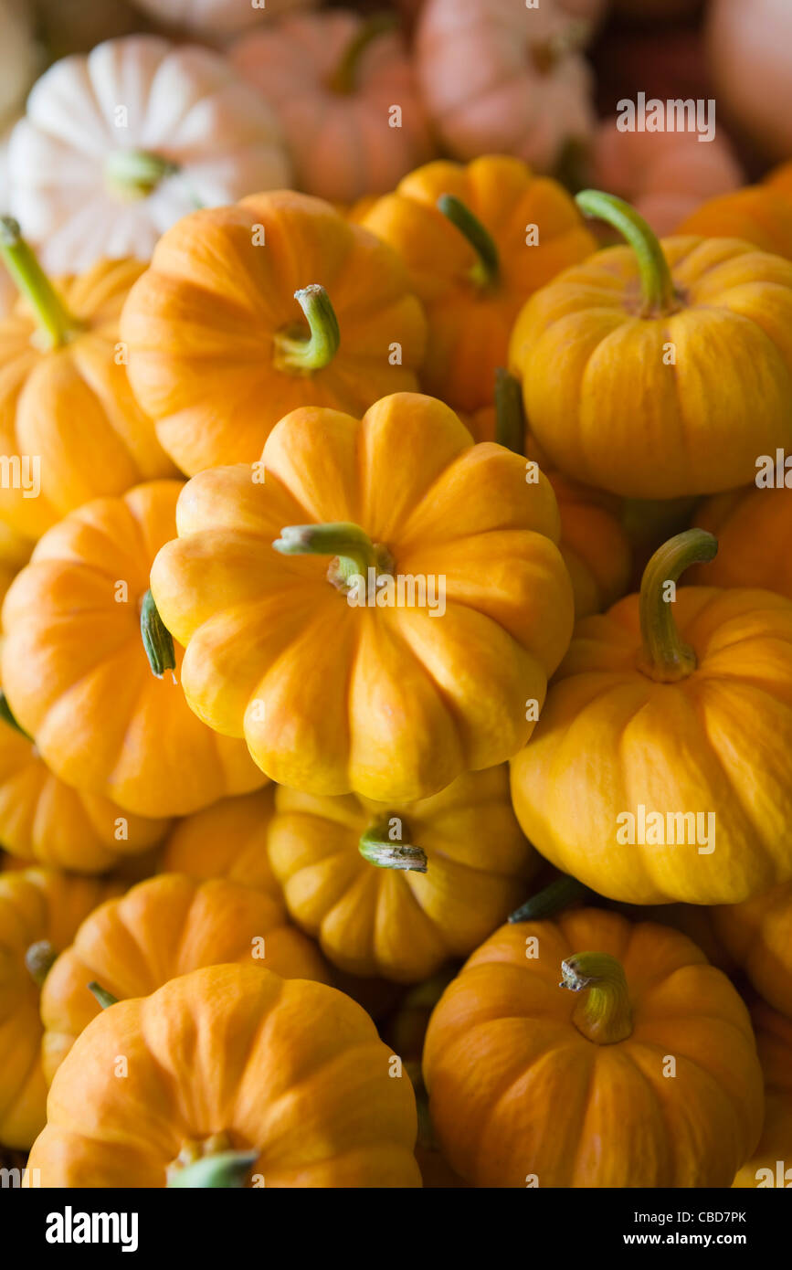 Jack be little pumpkins Stock Photo - Alamy