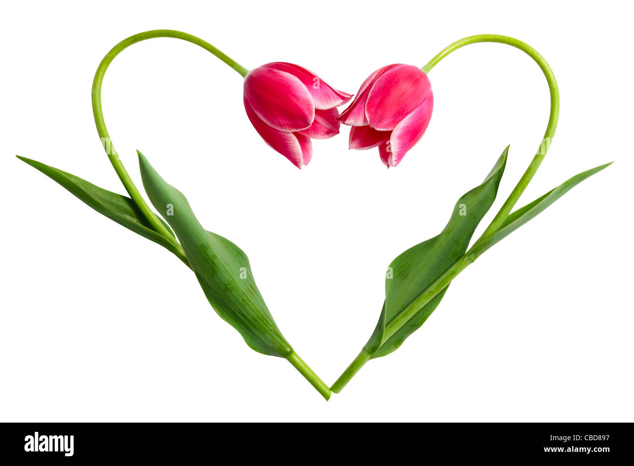 The form of heart from two tulips Stock Photo - Alamy