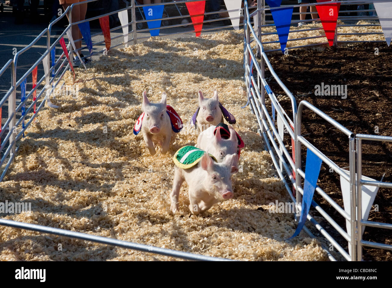 Pig racing fair hi-res stock photography and images - Alamy