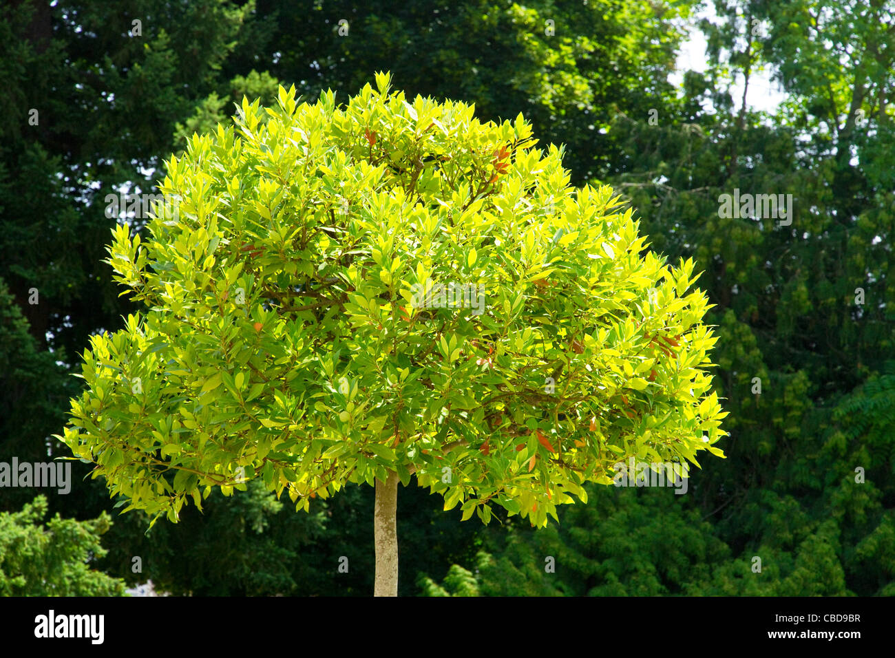 A bushy tree illuminated by the sun in the gardens of the Chateau de ...