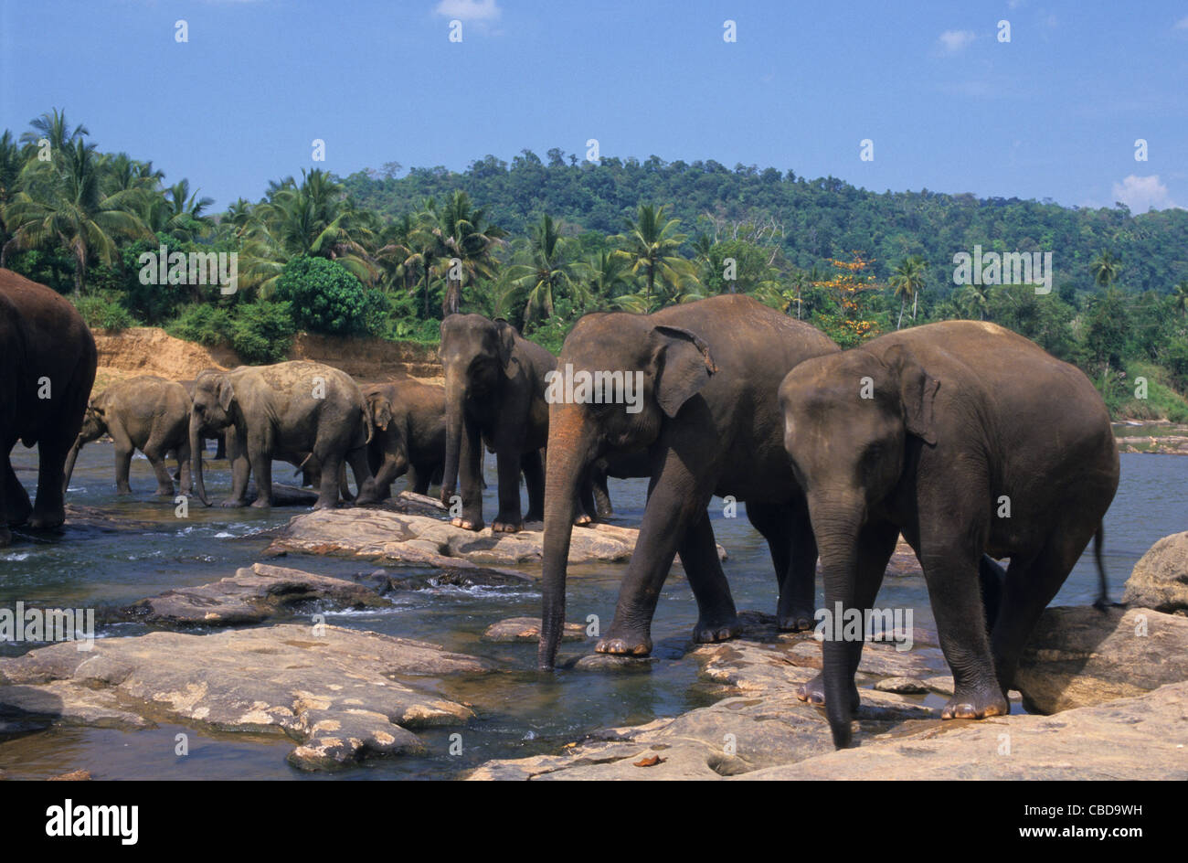 Asian elephants (elephas maximus) on Maha Oya river, Pinnawela ...
