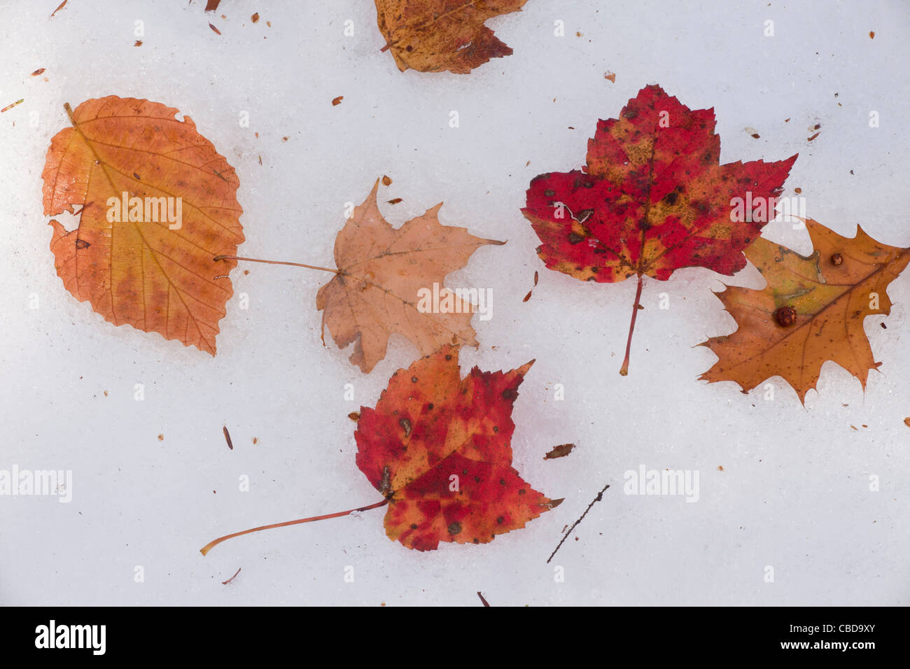 Leaves of Red Maple, American Beech and Oak on early snow, in the ...