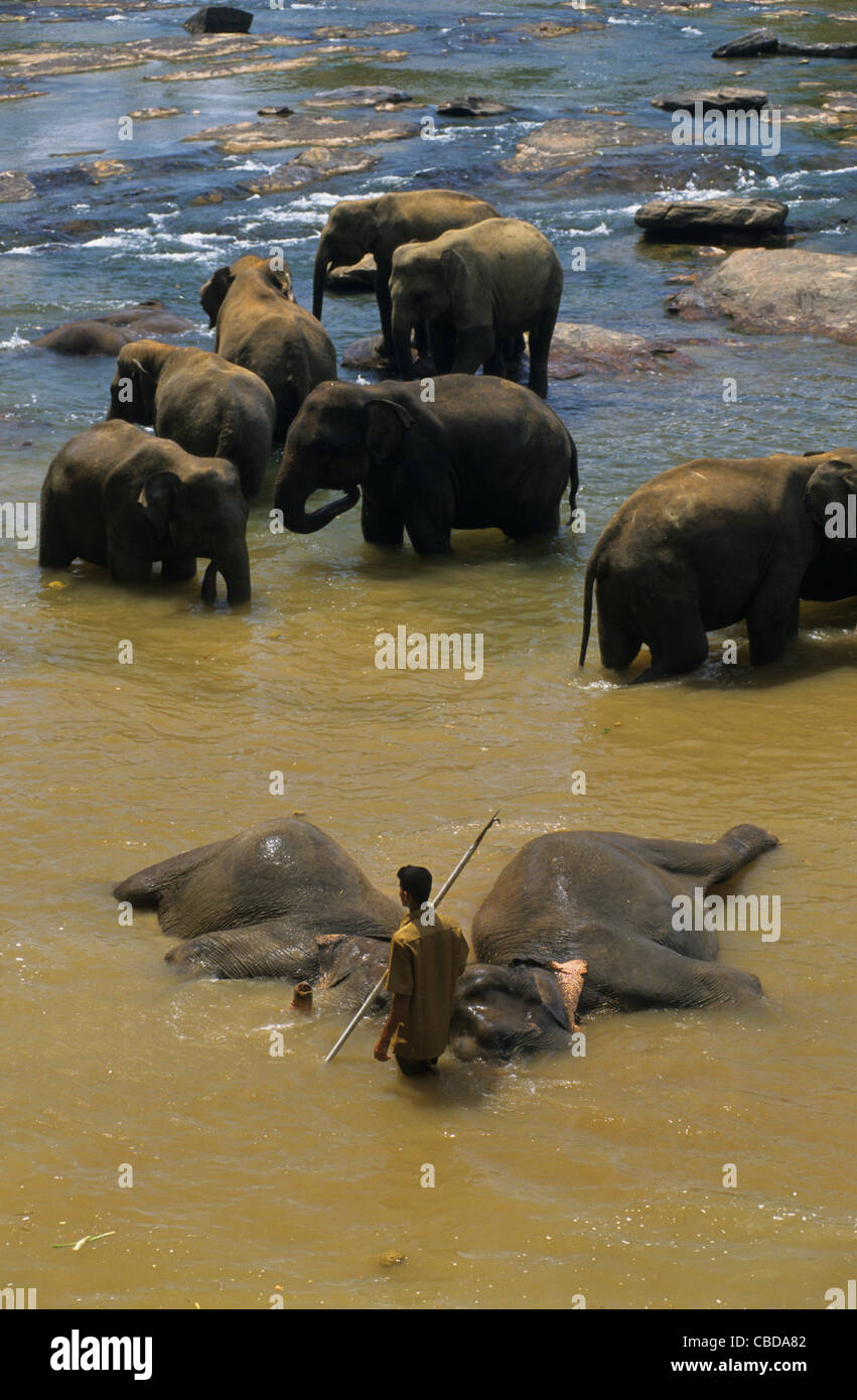 Asian elephants (elephas maximus) bathing in Maha Oya river, Pinnawela ...