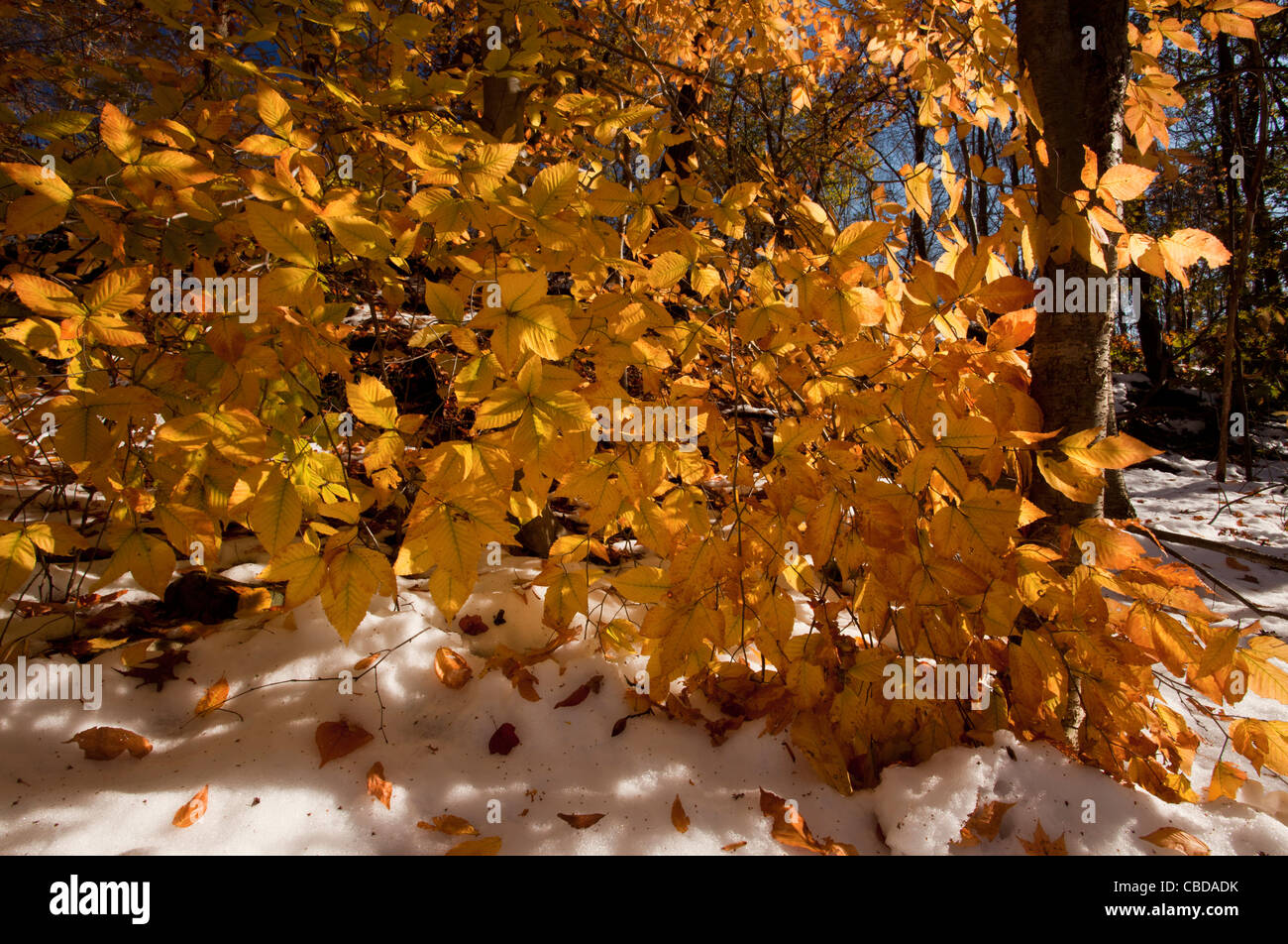 Foliage of American Beech Fagus grandifolia, (also known as North ...
