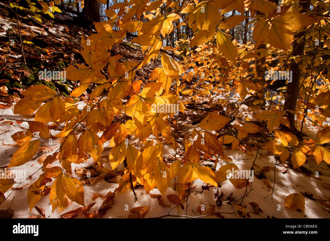 Foliage of American Beech Fagus grandifolia, (also known as North ...