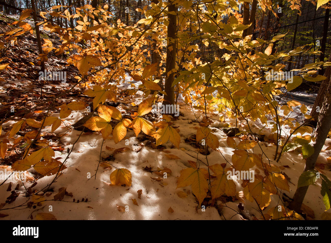 Foliage of American Beech Fagus grandifolia, (also known as North ...
