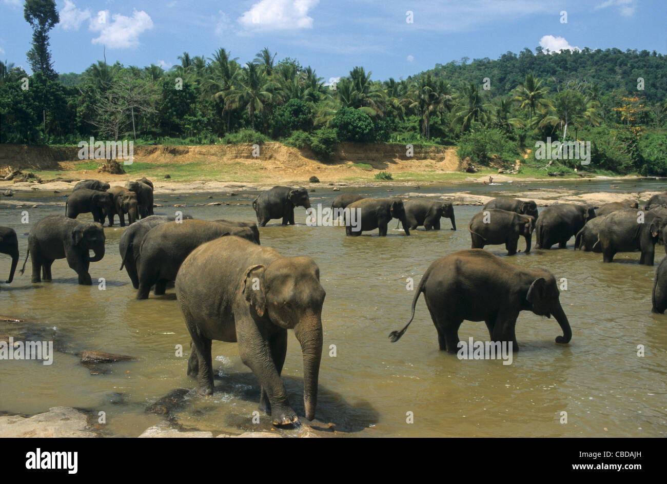 Asian elephants (elephas maximus) on Maha Oya river, Pinnawela ...