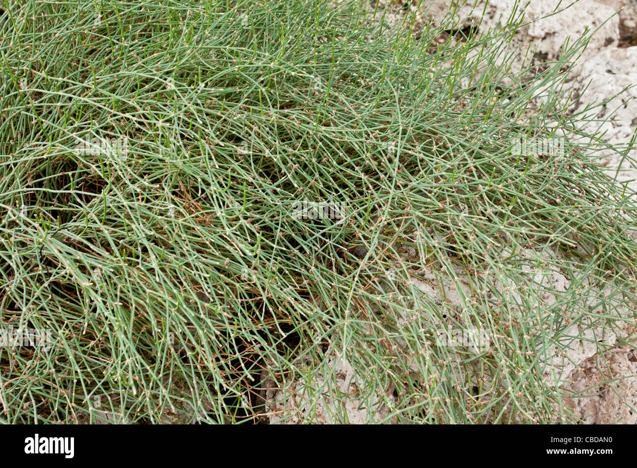 Ephedra gerardiana hi-res stock photography and images - Alamy