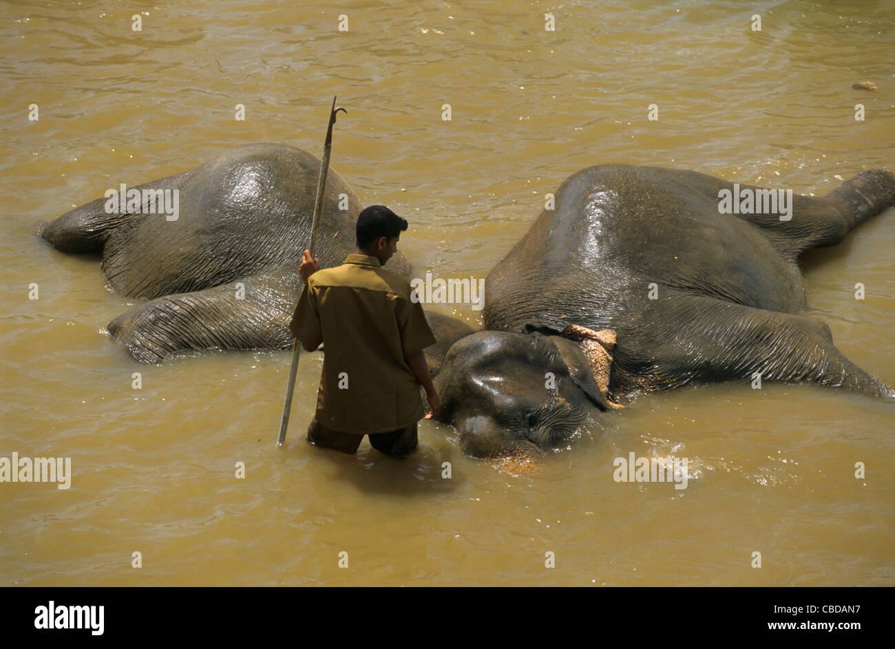 Asian elephants (elephas maximus) bathing with mahout in Maha Oya river ...