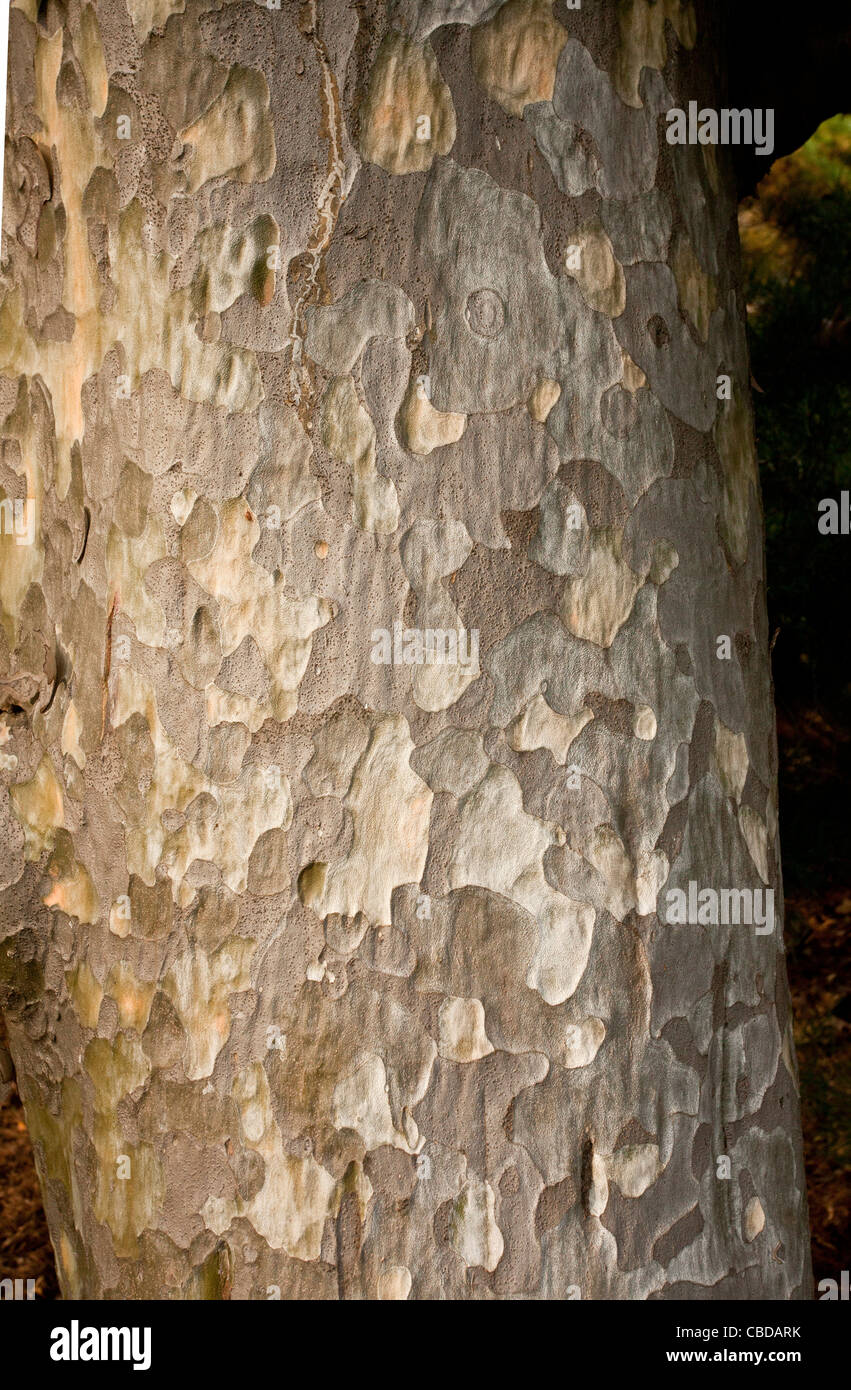 Lacebark pine bark pinus bungeana hi-res stock photography and images ...