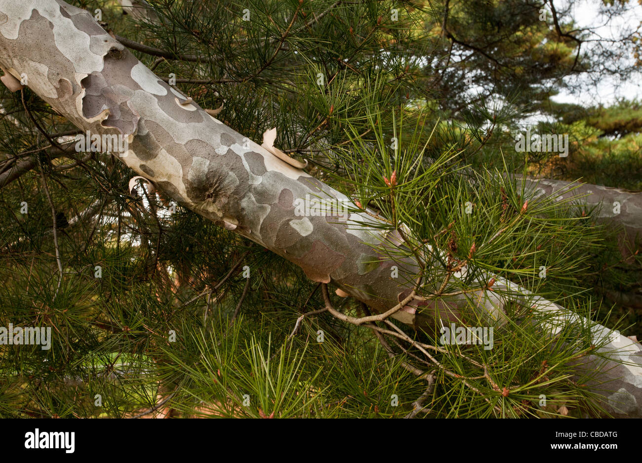 Pinus bungeana hi-res stock photography and images - Alamy
