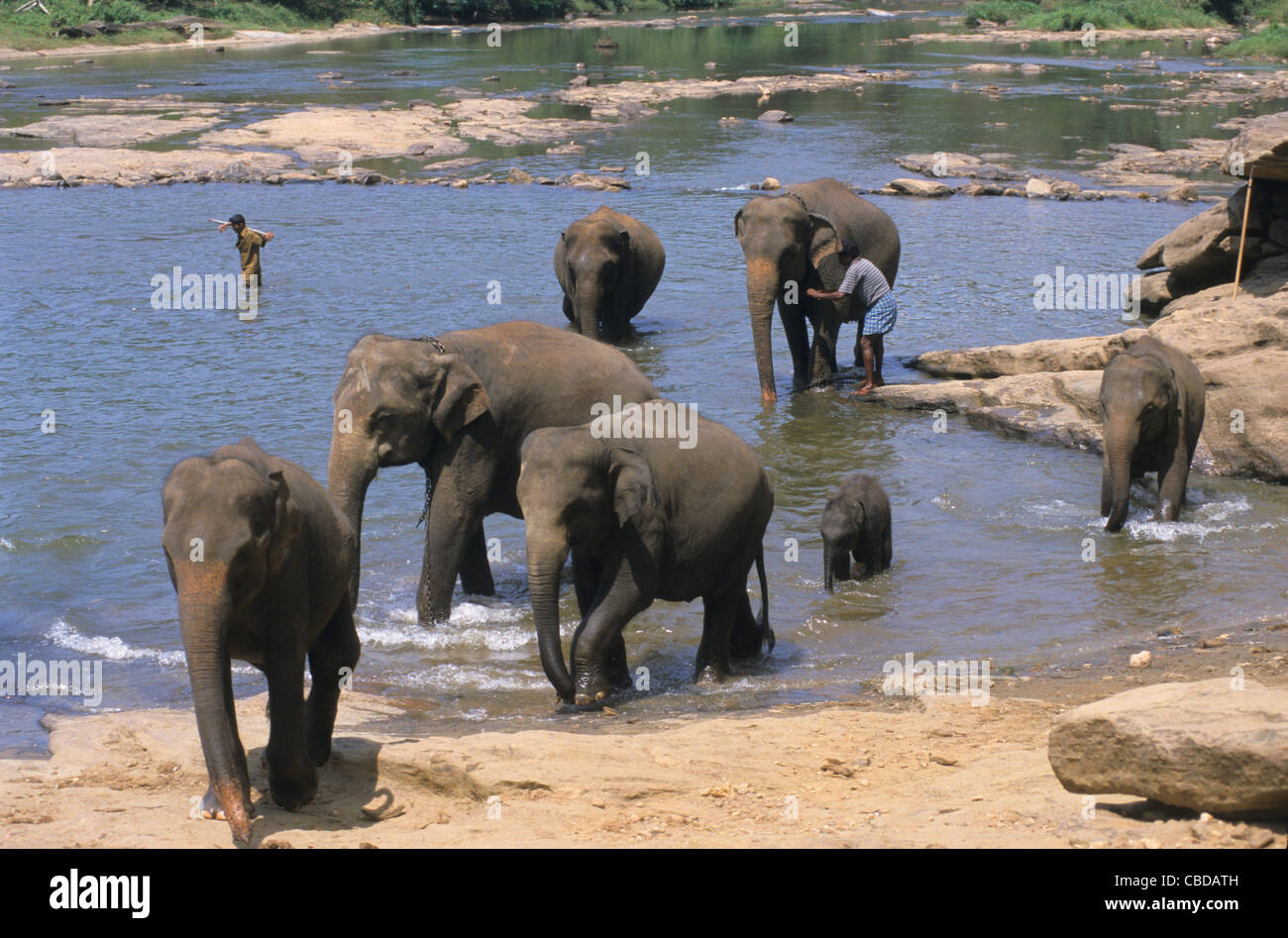 Asian elephants (elephas maximus) on Maha Oya river, Pinnawela ...