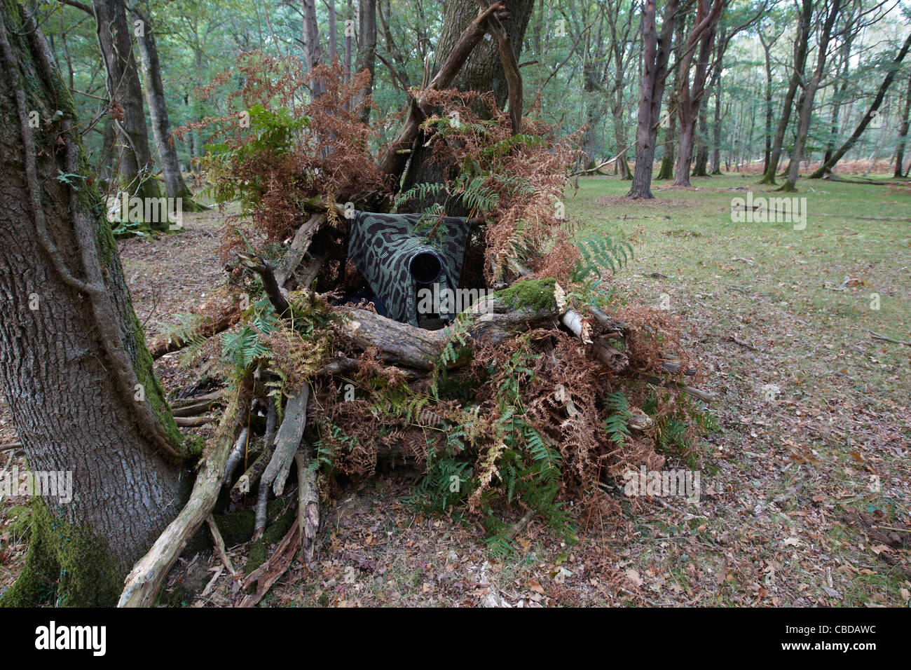 Photographers hide in the New Forest, Hampshire, UK Stock Photo - Alamy