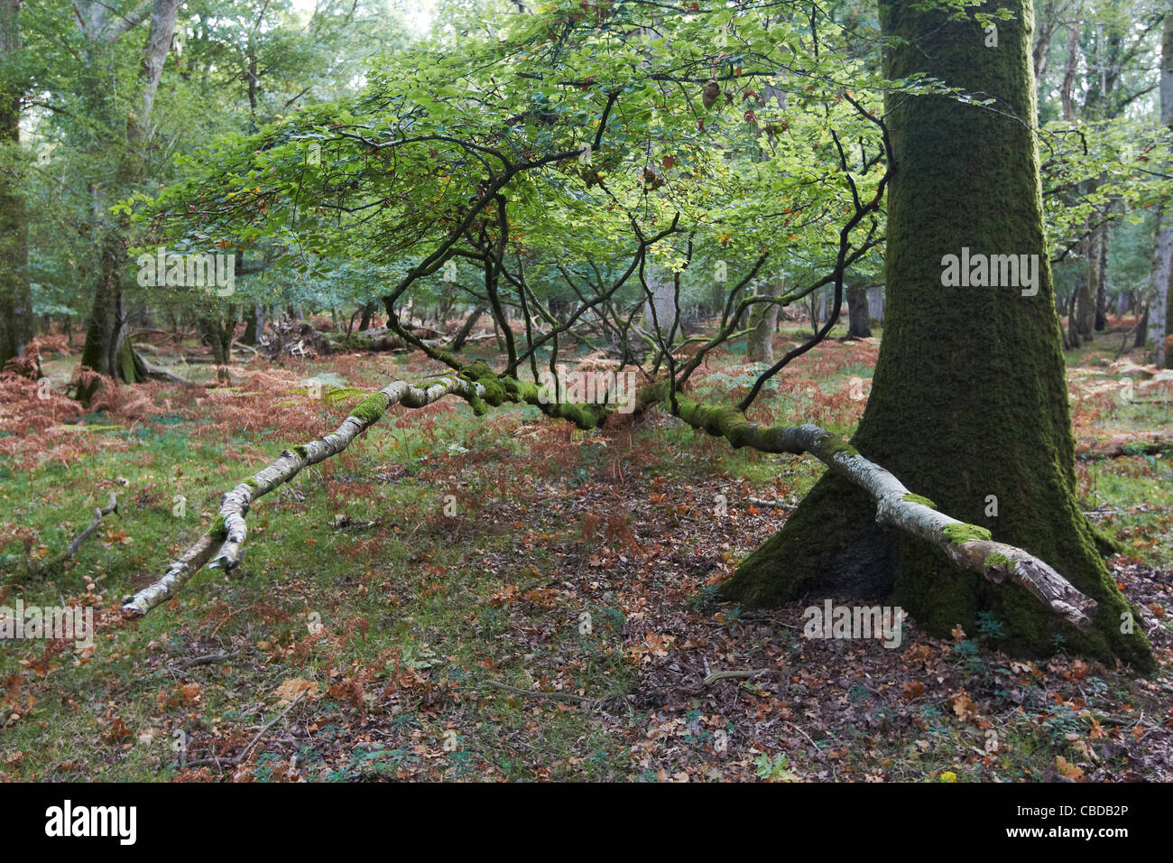 Oak trees new forest hi-res stock photography and images - Alamy