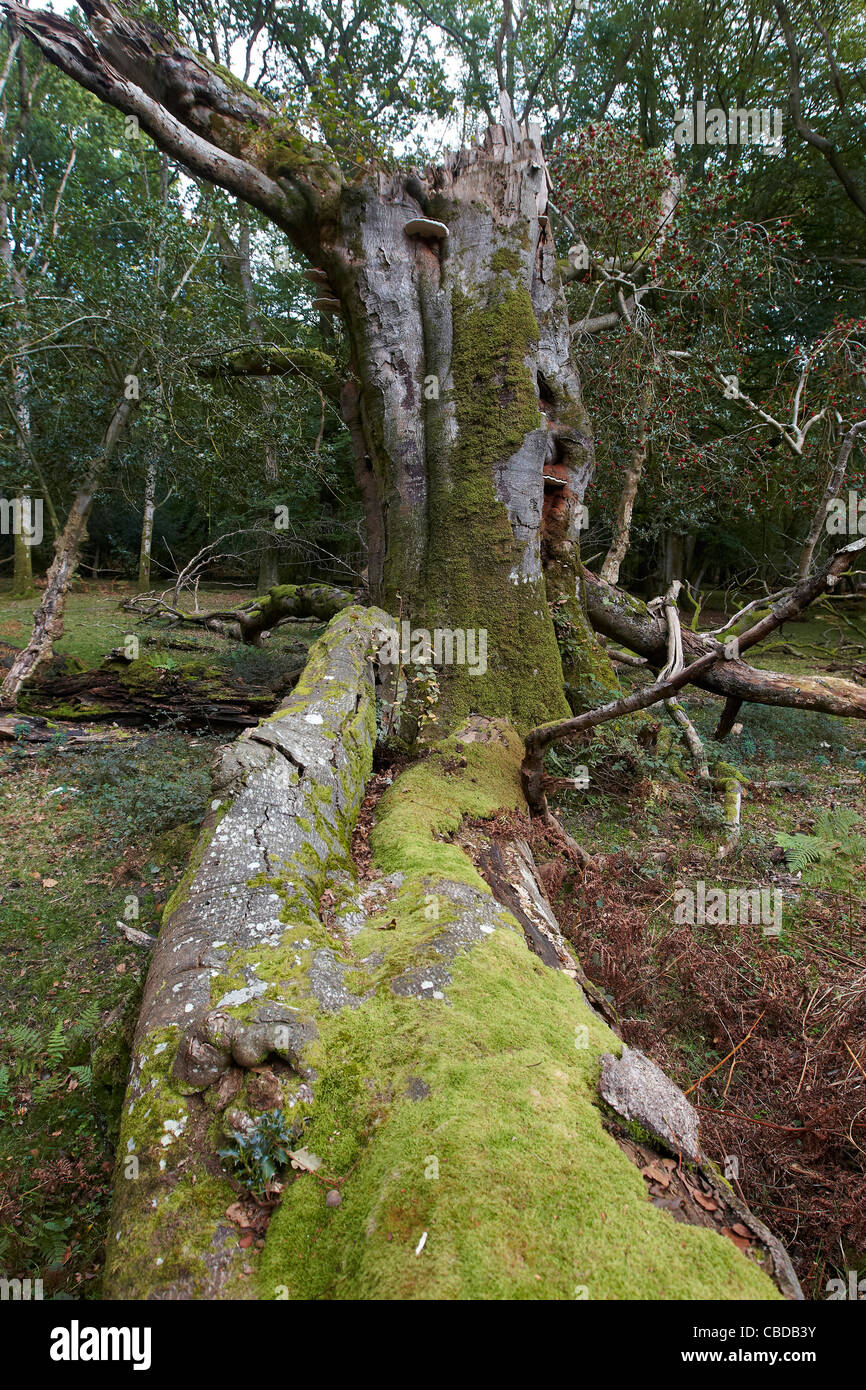 Ancient trees hi-res stock photography and images - Alamy