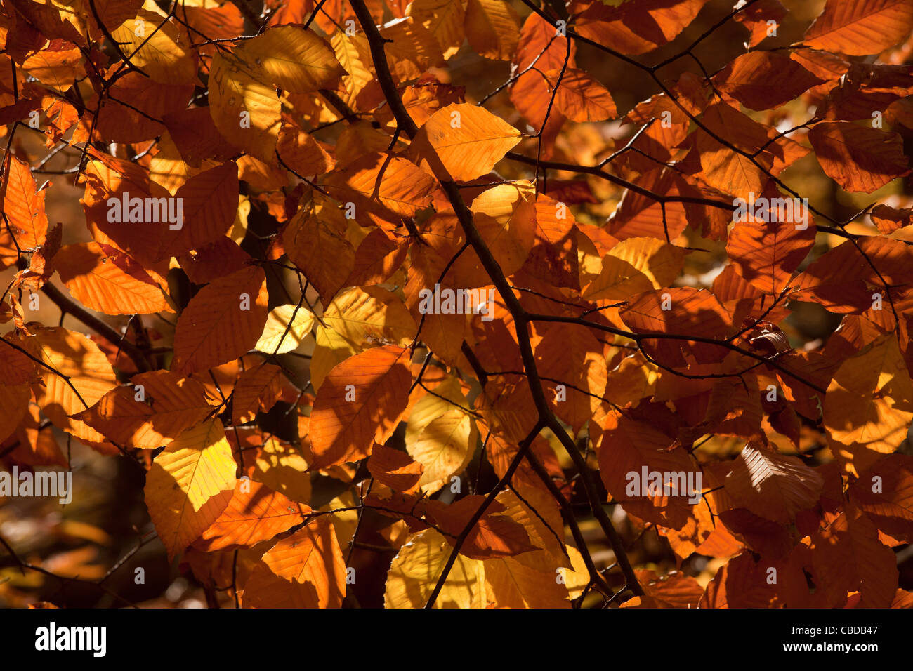 American beech tree hi-res stock photography and images - Alamy