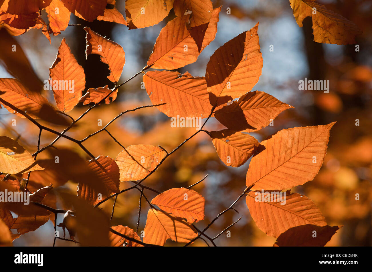 American Beech Tree High Resolution Stock Photography and Images - Alamy