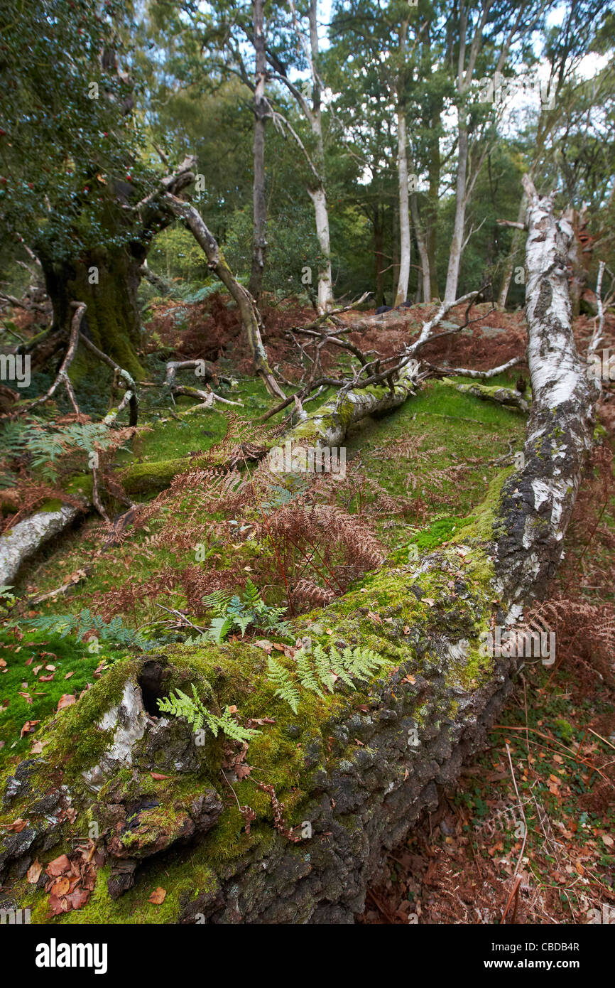 Ancient trees hi-res stock photography and images - Alamy