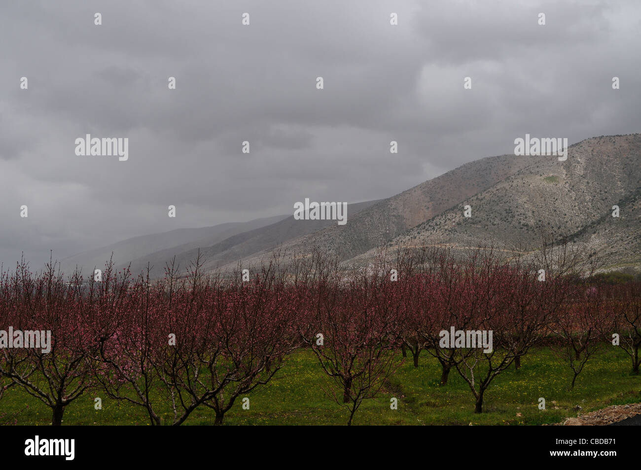 Bekaa Valley, Lebanon, cherry blossom, below Anti-Lebanon mountains ...