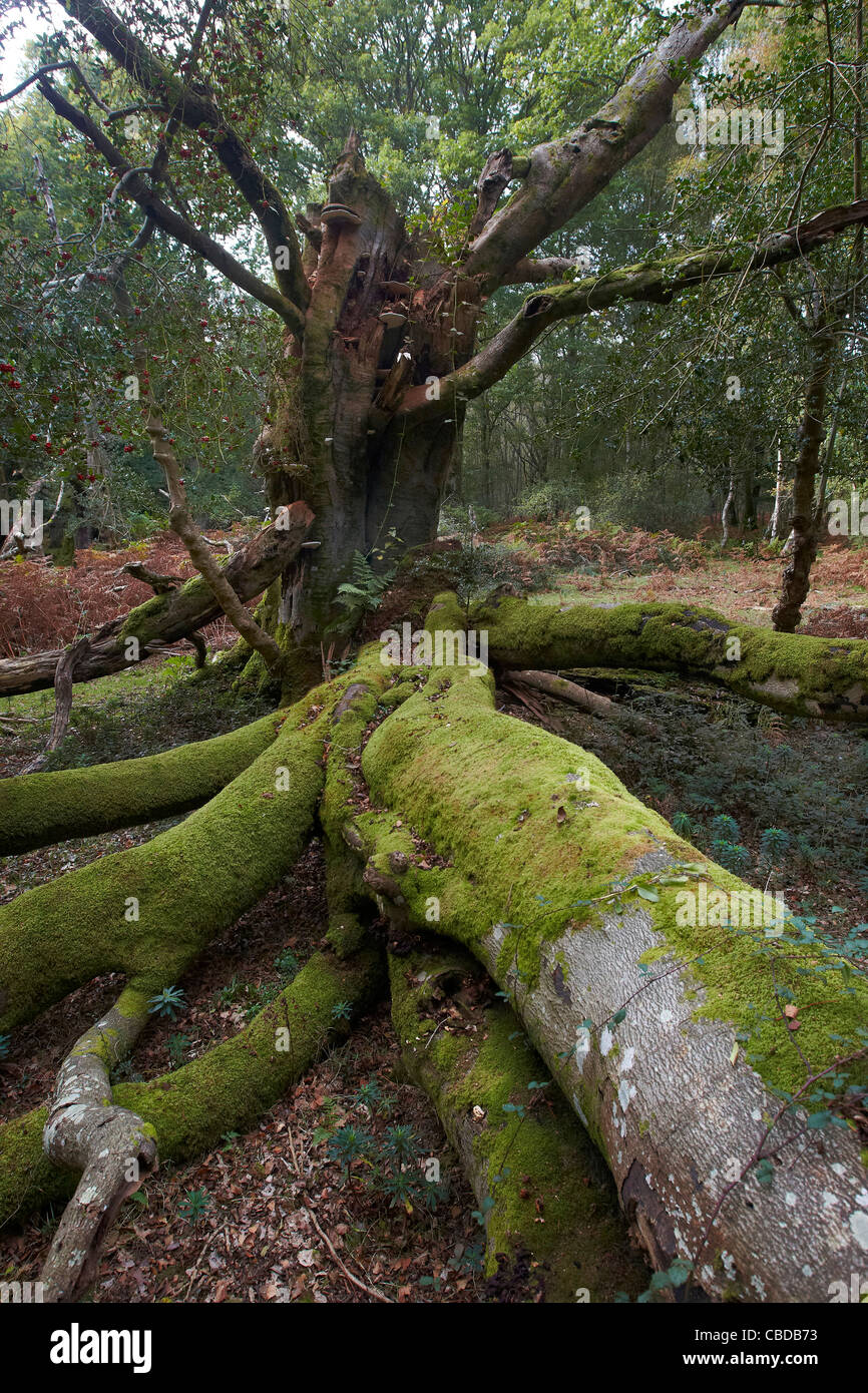 Moss and ferns growing on ancient trees in the New Forest, Hampshire ...