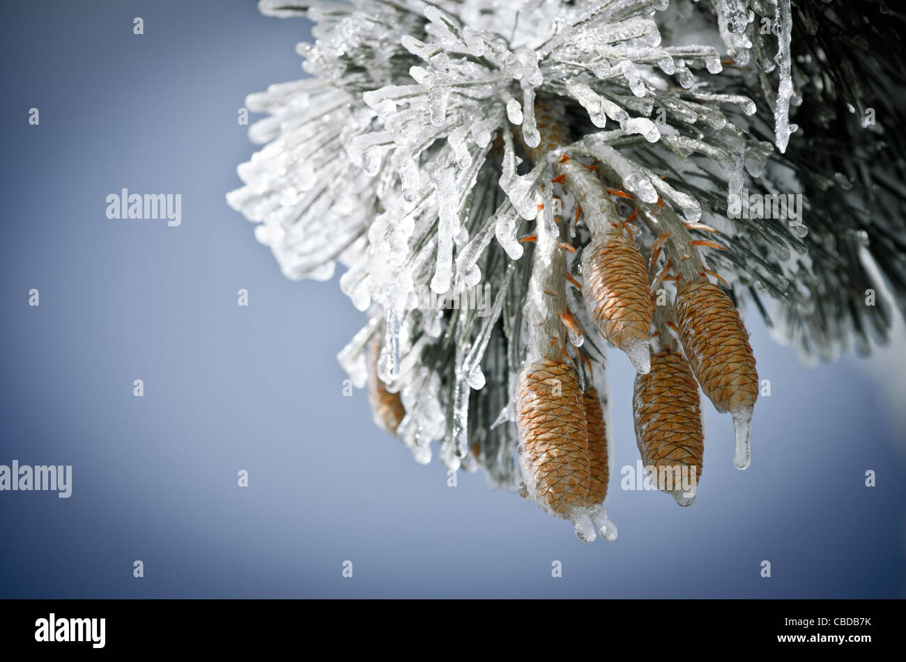 Rime ice pine cones needles hi-res stock photography and images - Alamy
