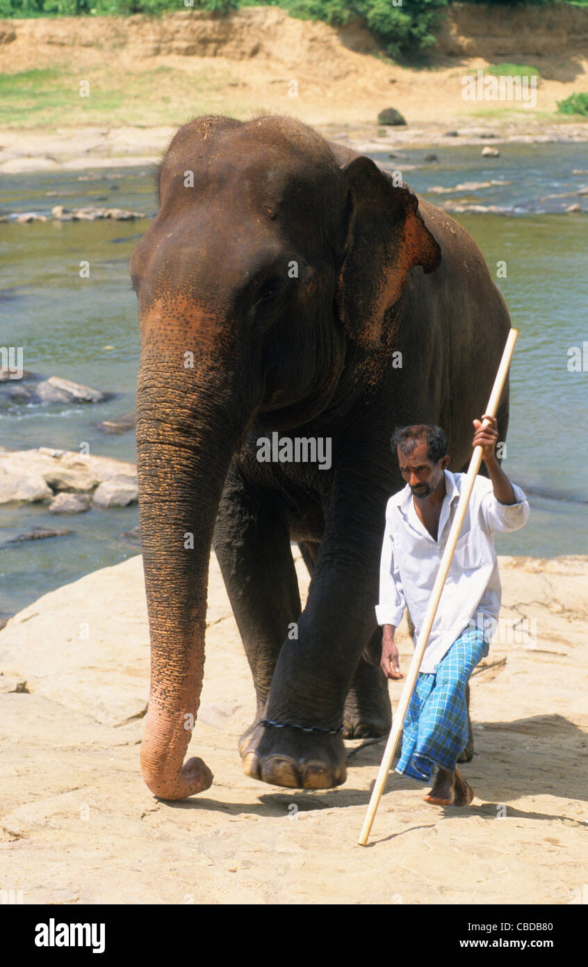 Asian elephant (elephas maximus) with his mahout on Maha Oya river ...