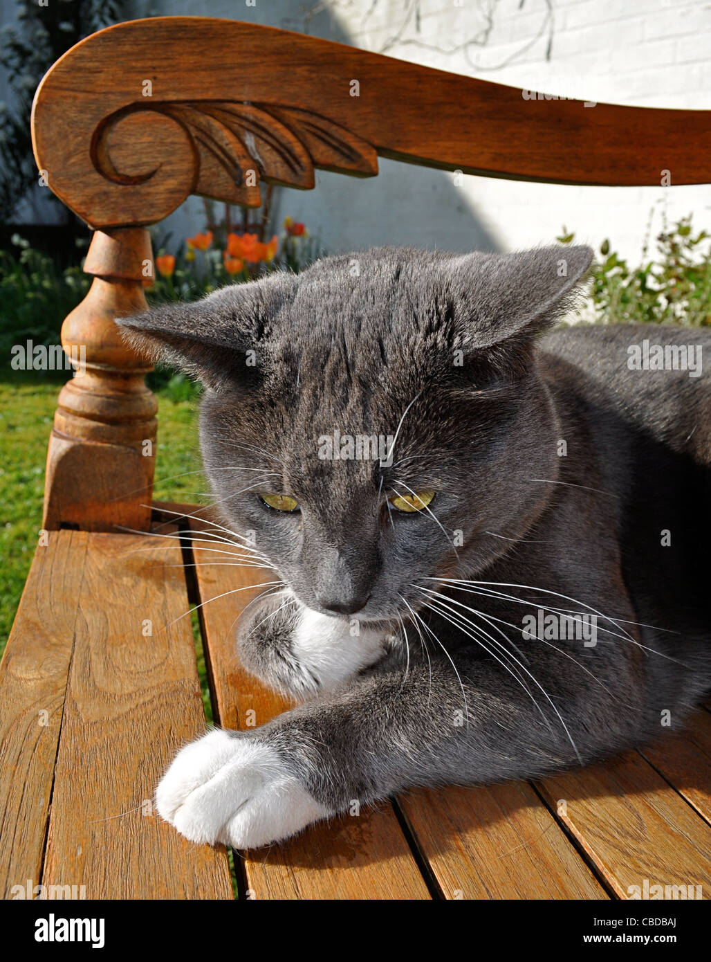 Gray male cat in spring warmth. Storybook cat. Model cat. Short hair ...