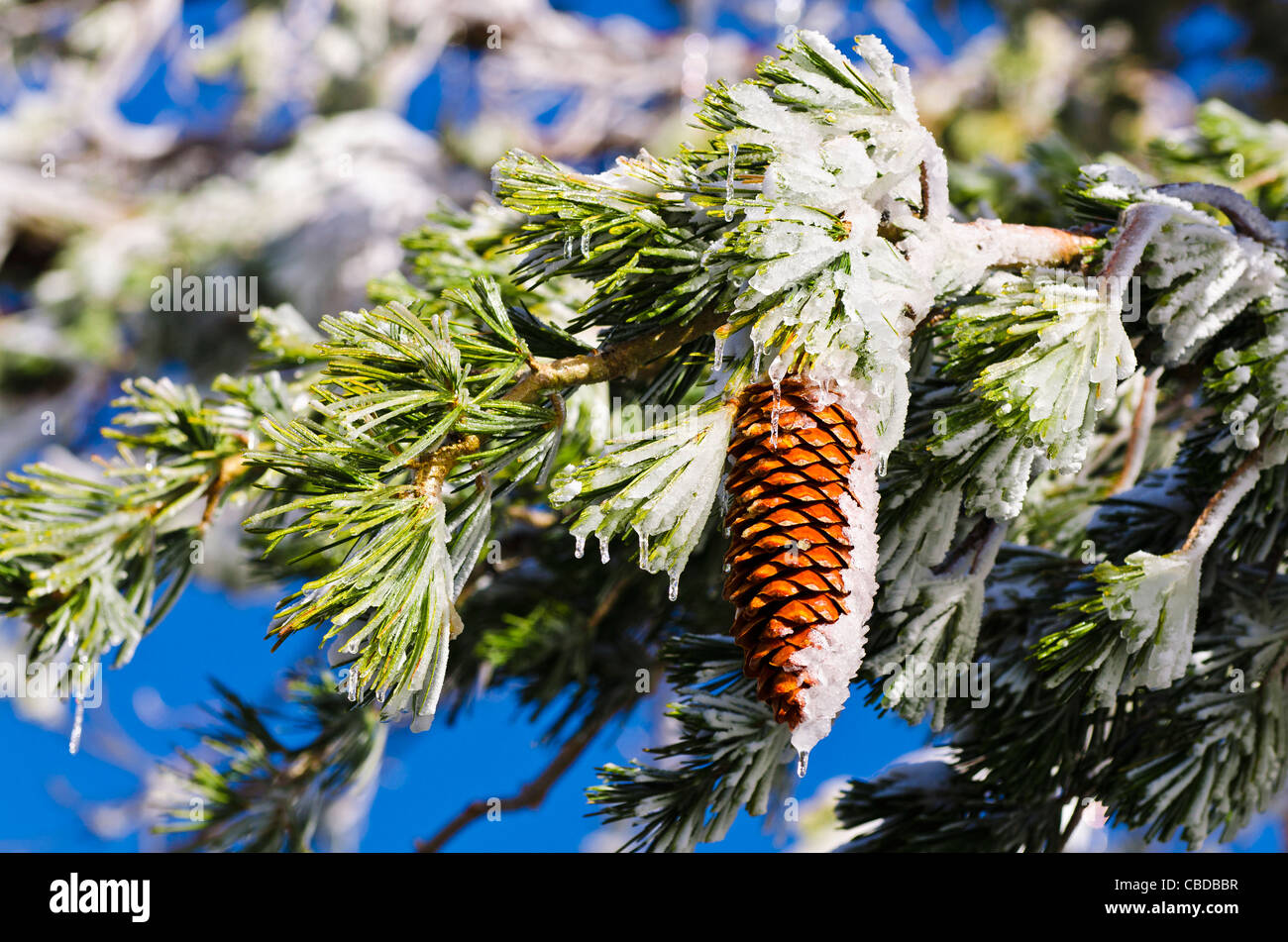 Rime ice on pine cones and branches, San Bernardino National Forest ...