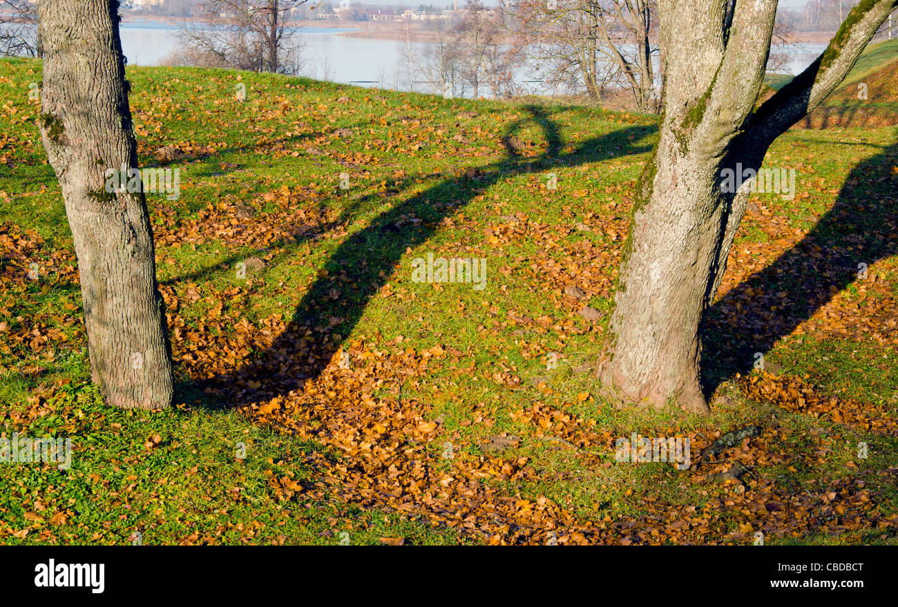 Lime tree trunks and fallen leaves in autumn. Lake landscape background ...