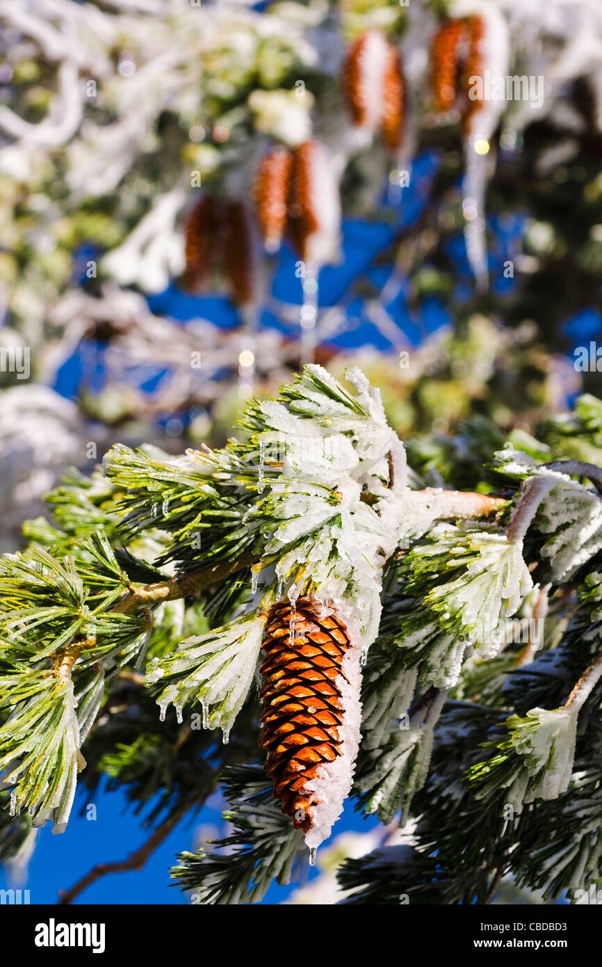 Rime ice pine cones branches hi-res stock photography and images - Alamy
