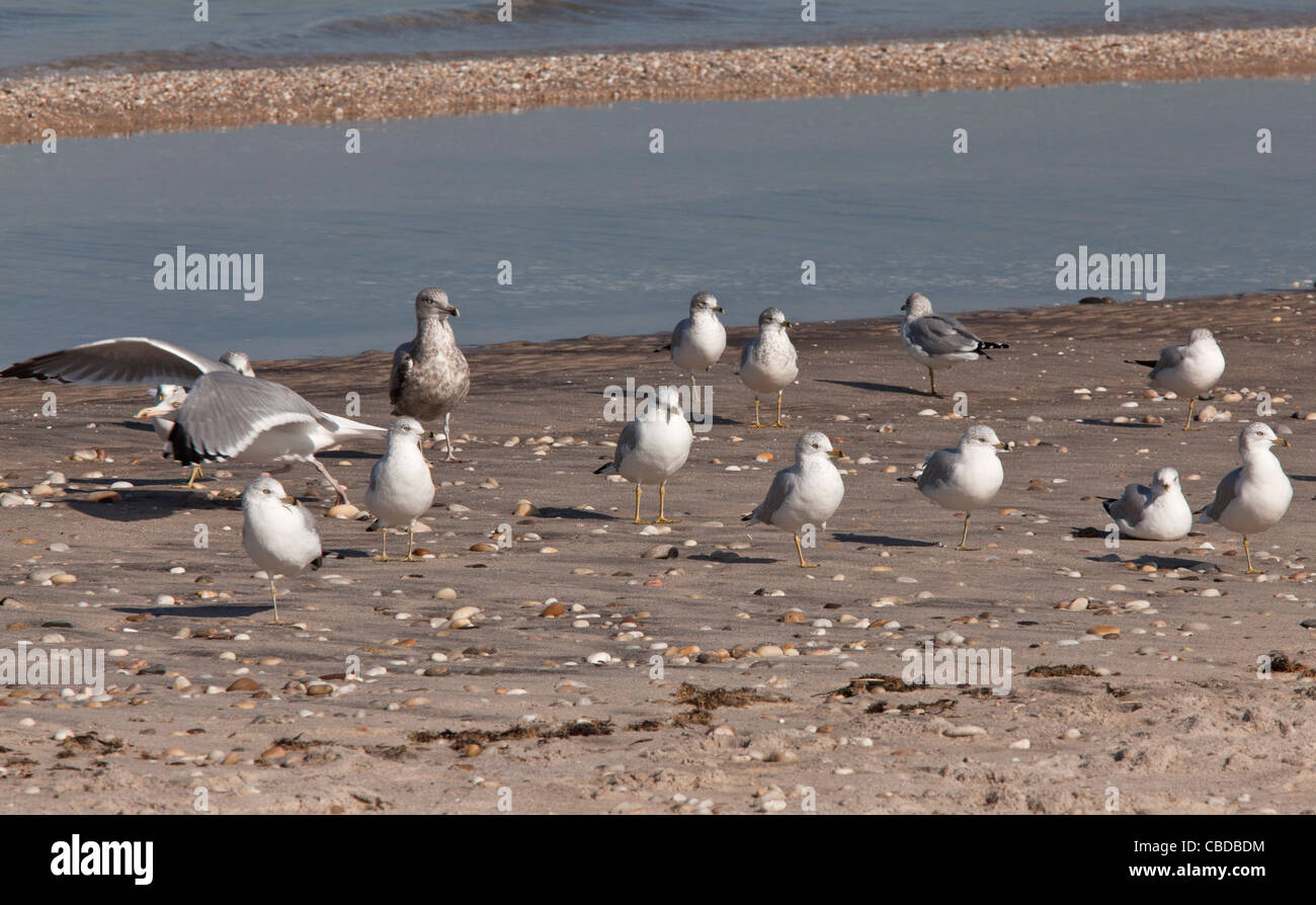 Ring-billed Gulls, Larus delawarensis and young Herring Gulls on the ...
