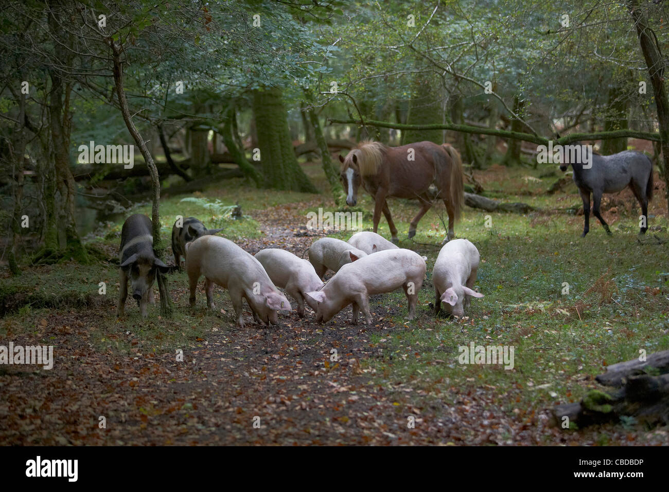 New forest pigs horses hi-res stock photography and images - Alamy