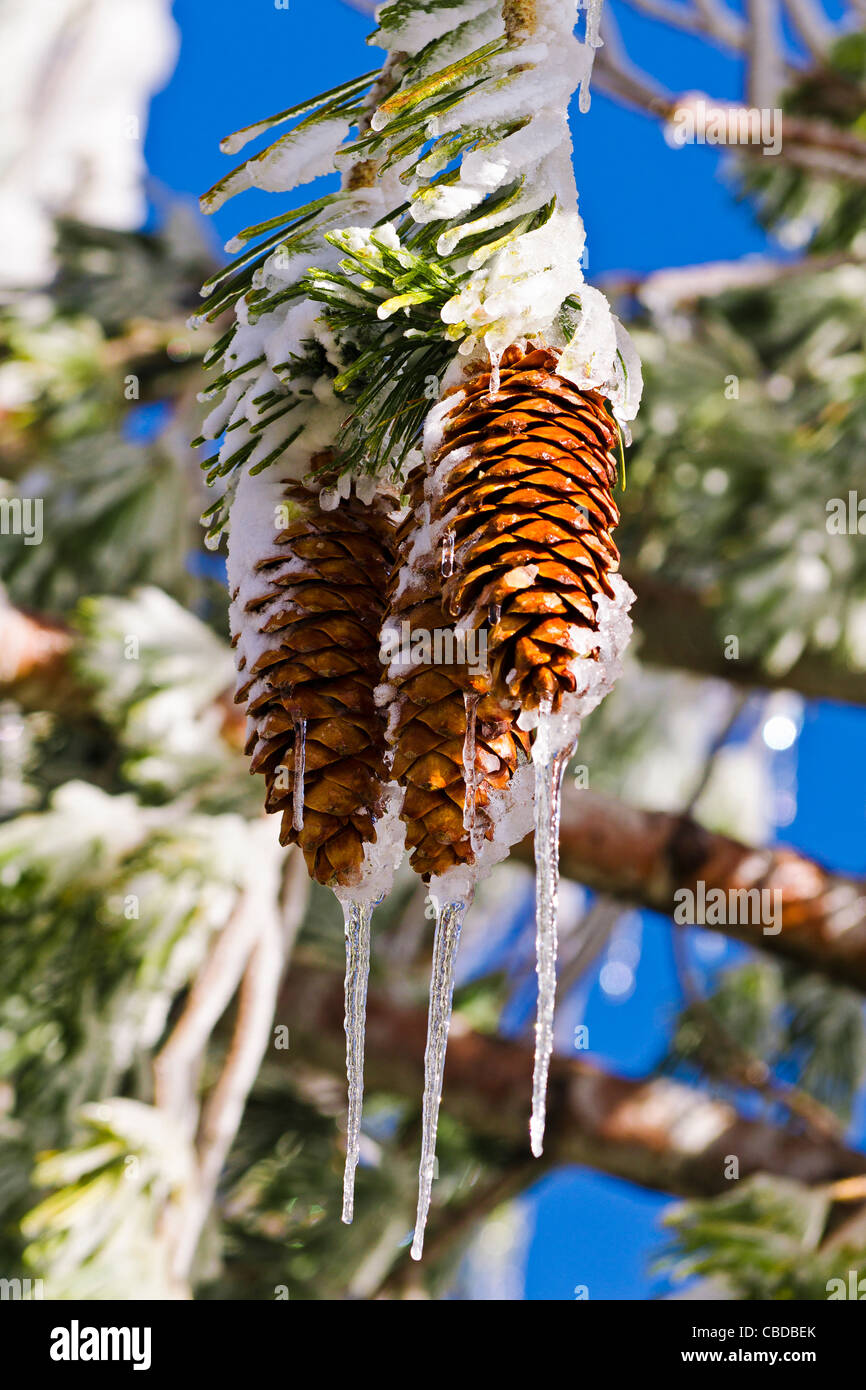 Rime ice pine cones needles hi-res stock photography and images - Alamy