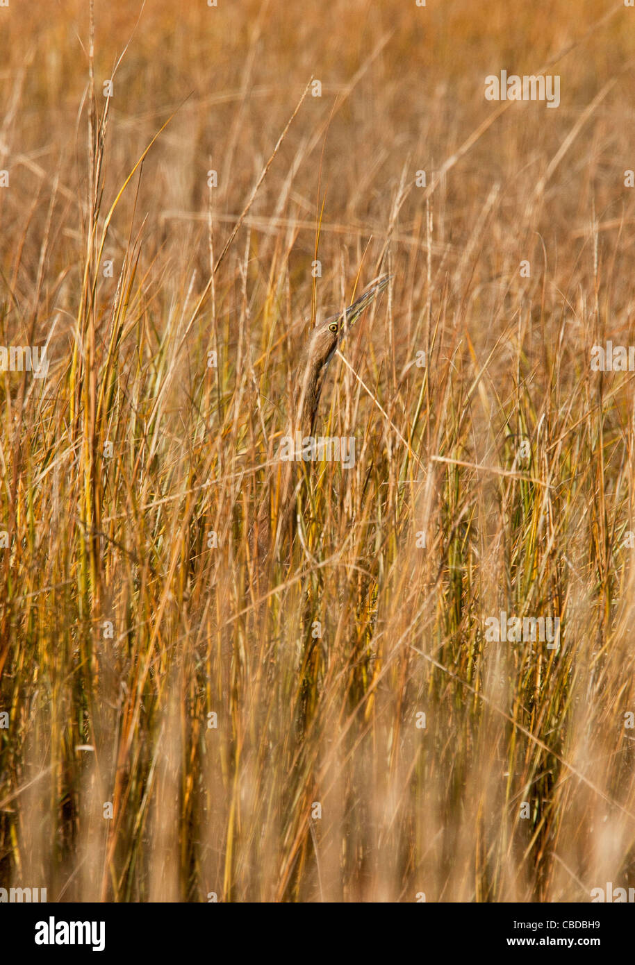American Bittern, hiding in saltmarsh grasses. Long Island. NY Stock ...