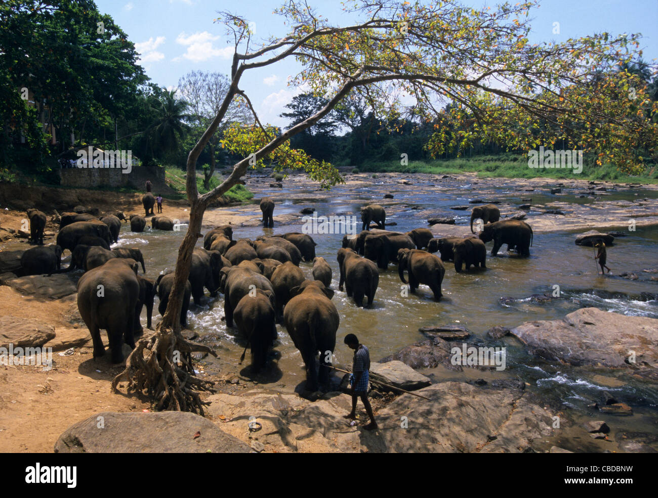 Asian elephants (elephas maximus) on Maha Oya river, Pinnawela ...