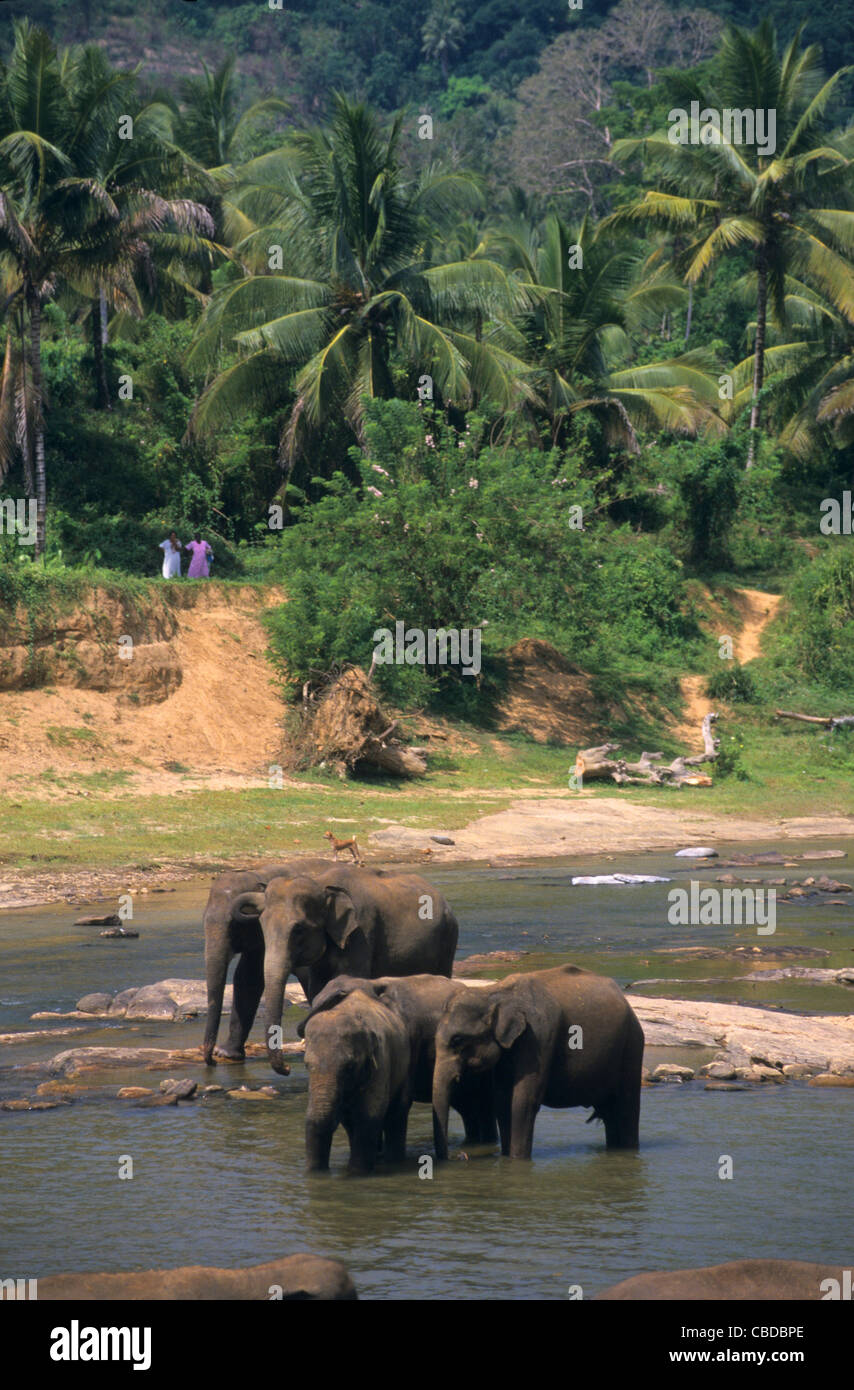 Asian elephants (elephas maximus) on Maha Oya river, Pinnawela ...