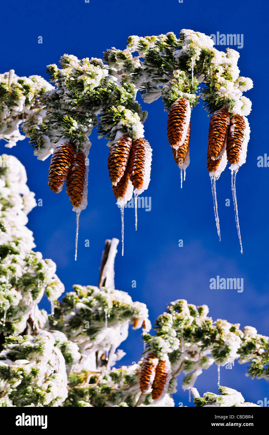 Rime ice pine cones needles hi-res stock photography and images - Alamy
