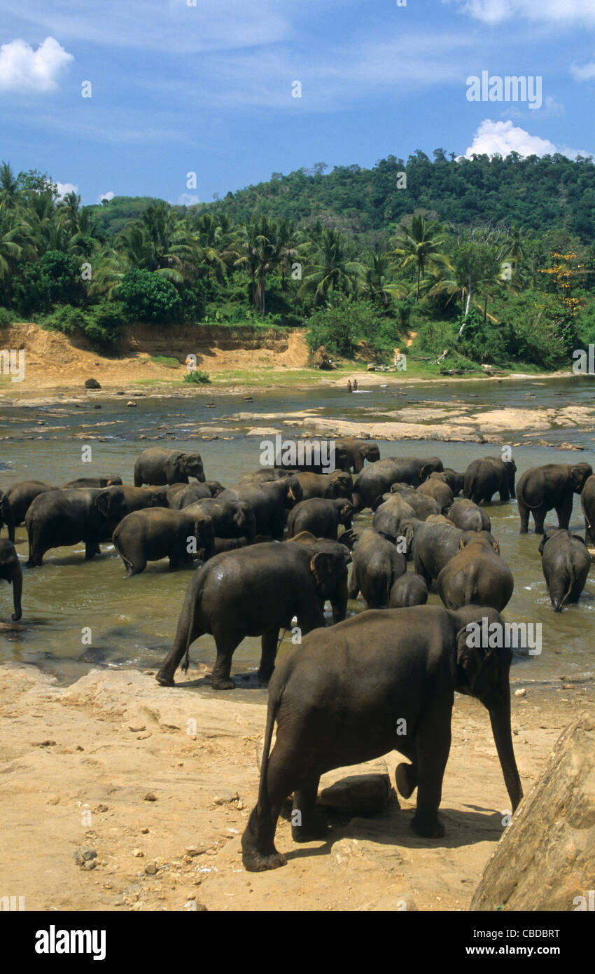 Asian elephants (elephas maximus) on Maha Oya river, Pinnawela ...