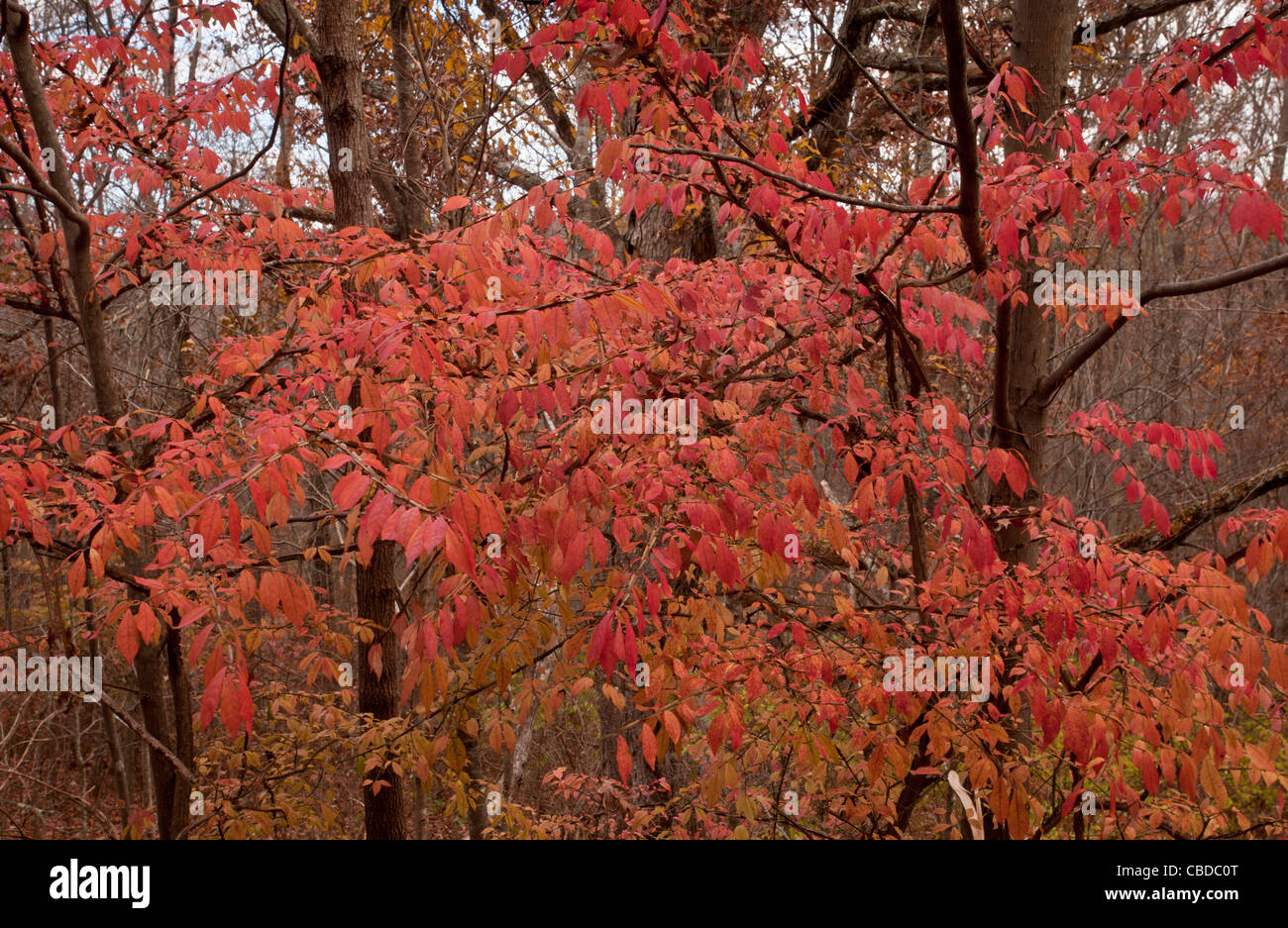 Autumn foliage of Winged Spindle, (Winged Euonymus, Burning Bush ...