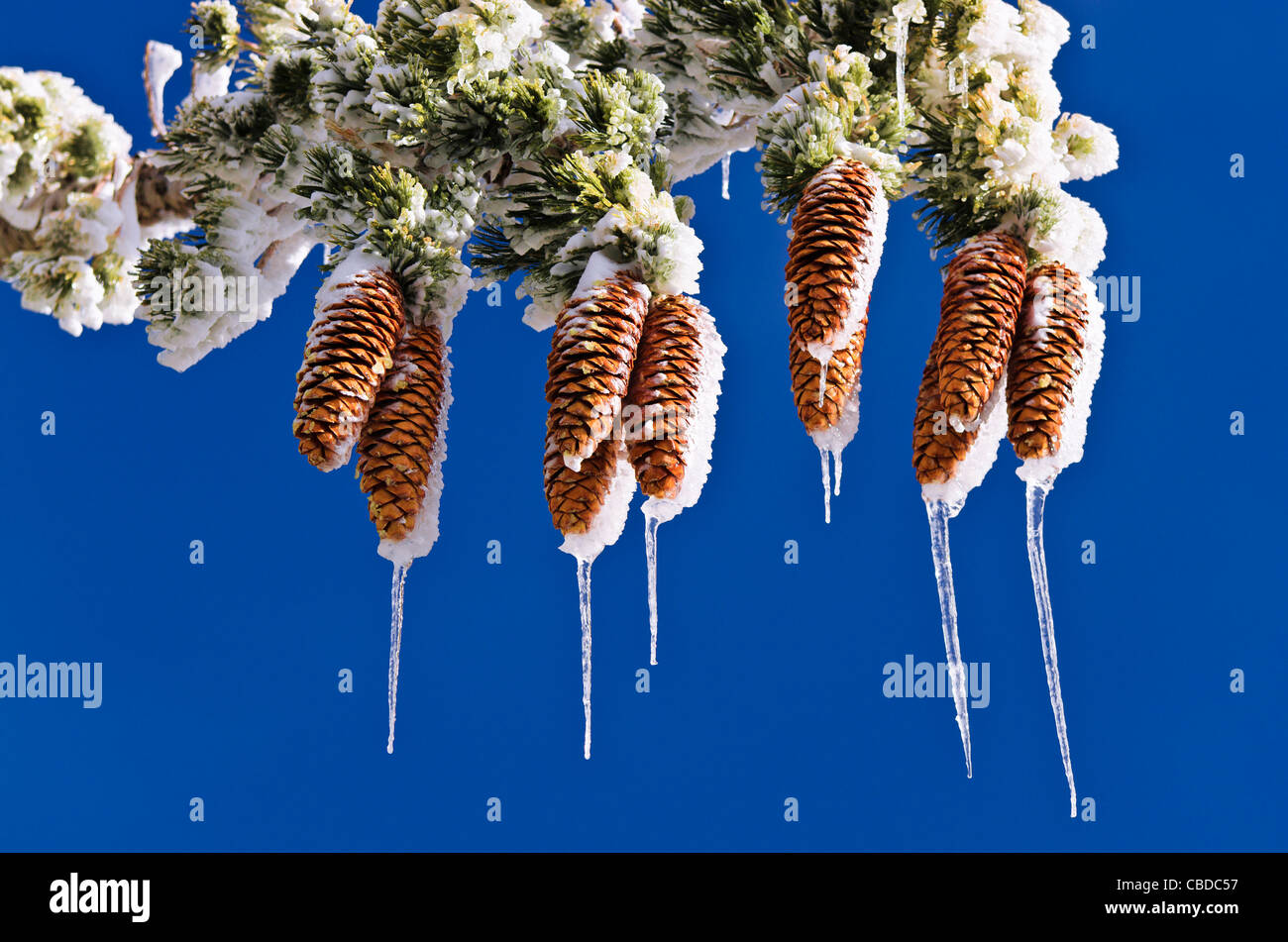Rime ice pine cones needles hi-res stock photography and images - Alamy