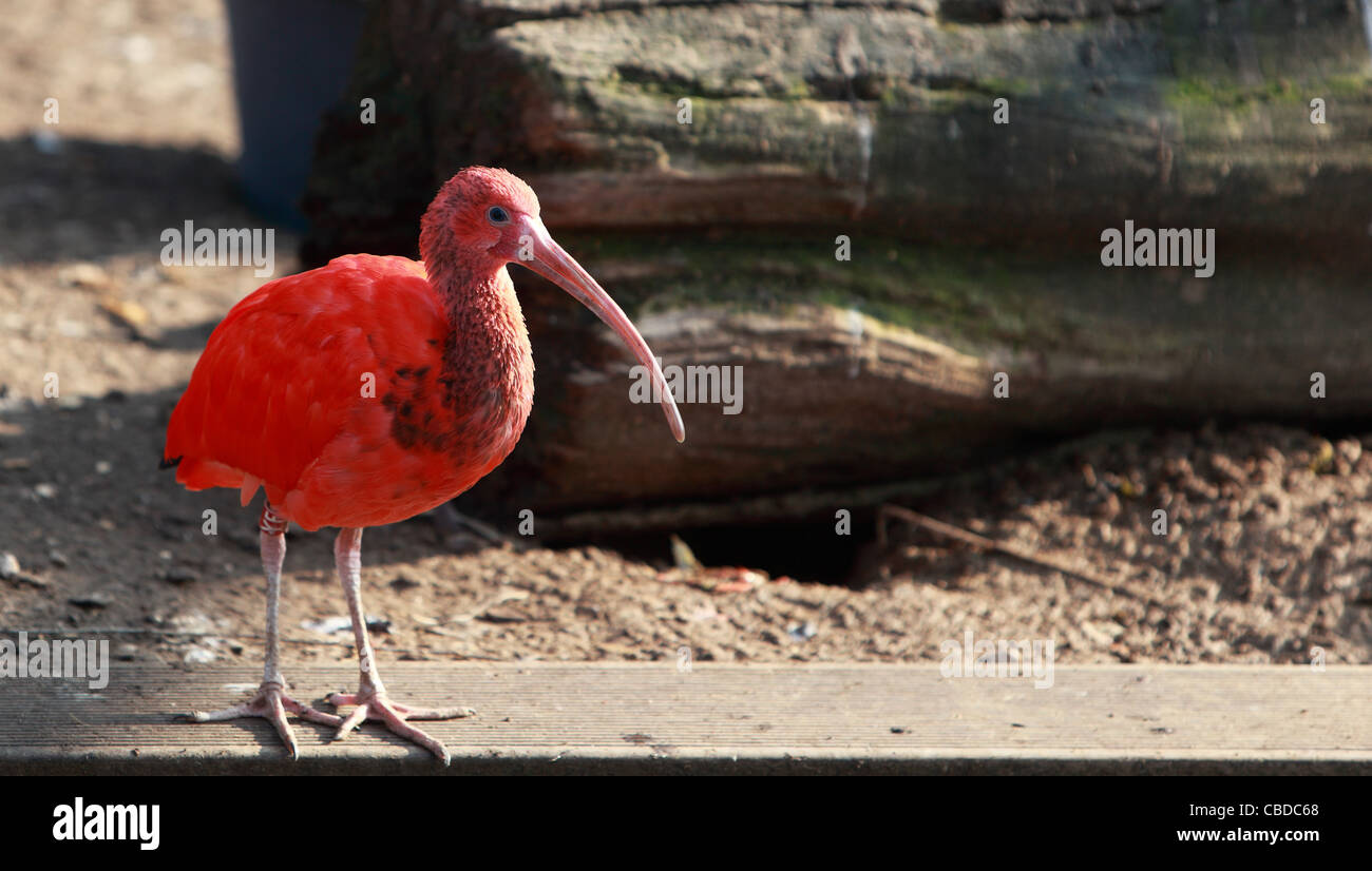 The Scarlet Ibis (Eudocimus ruber Stock Photo - Alamy