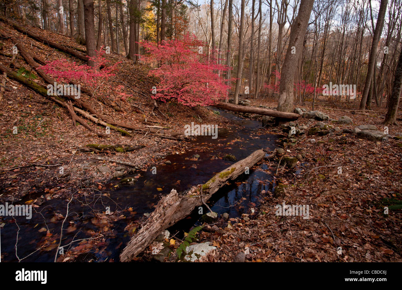 Winged Spindle, Euonymus alatus tree (Winged Euonymus, Burning Bush ...