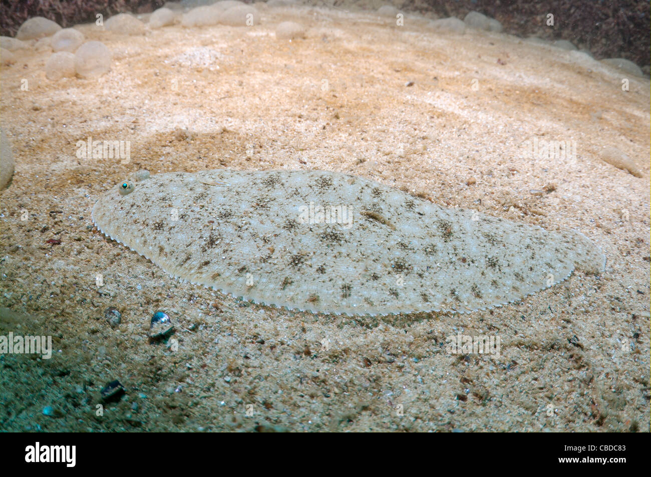 North Atlantic flounder, European flounder, Mud flounder, River ...