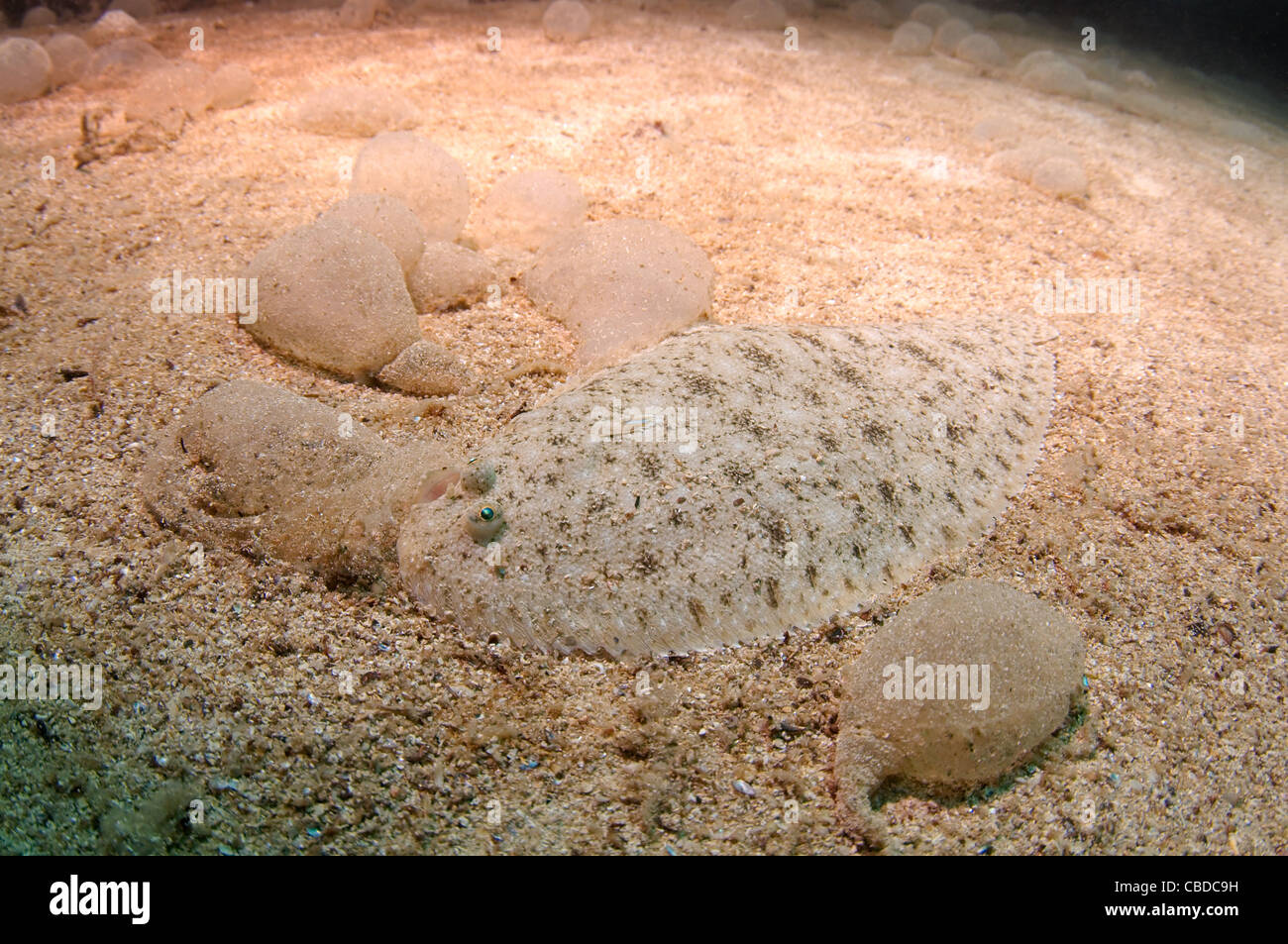 North Atlantic flounder, European flounder, Mud flounder, River ...