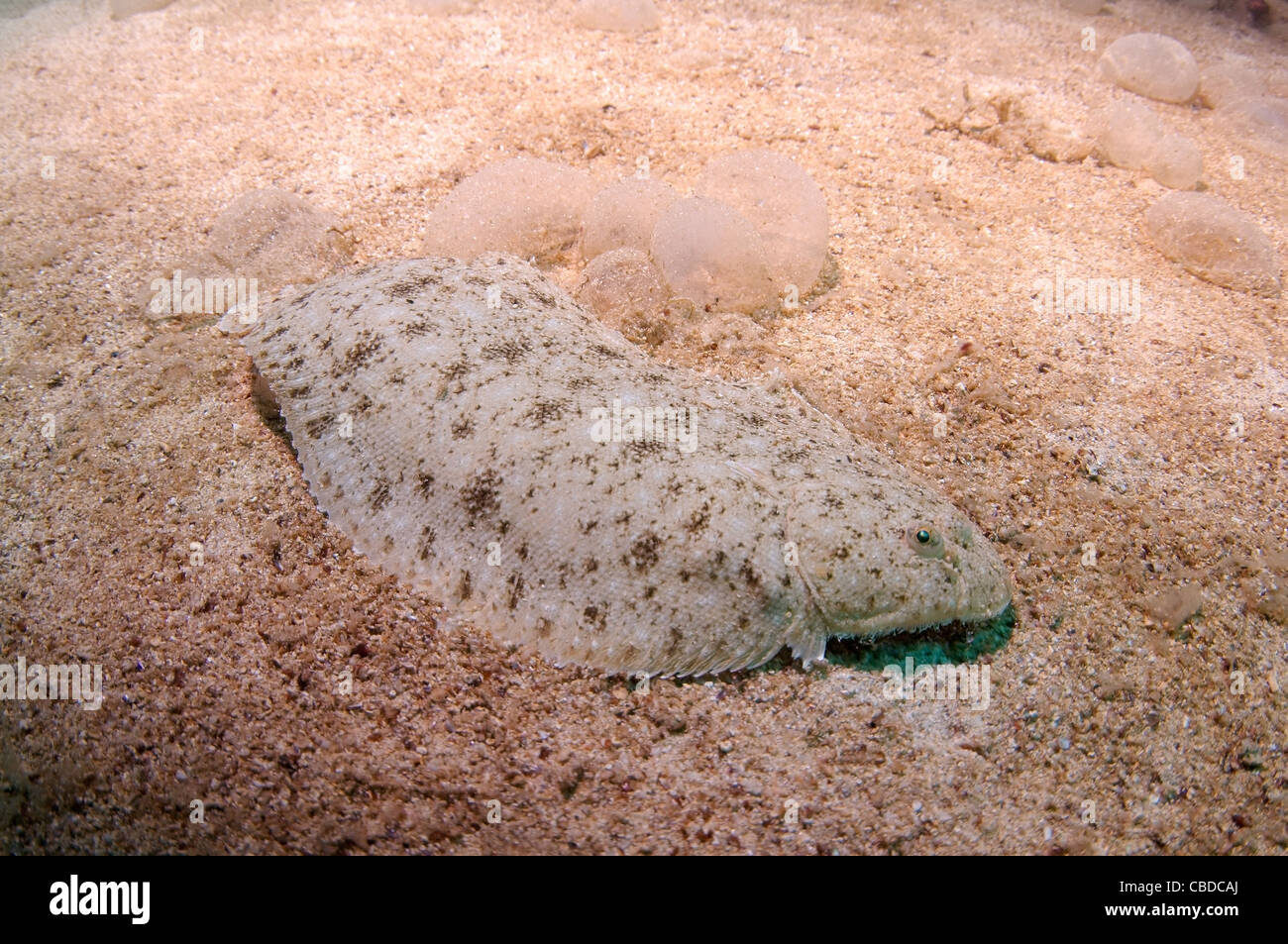 North Atlantic flounder, European flounder, Mud flounder, River ...