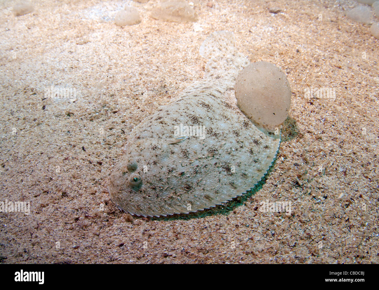 North Atlantic flounder, European flounder, Mud flounder, River ...