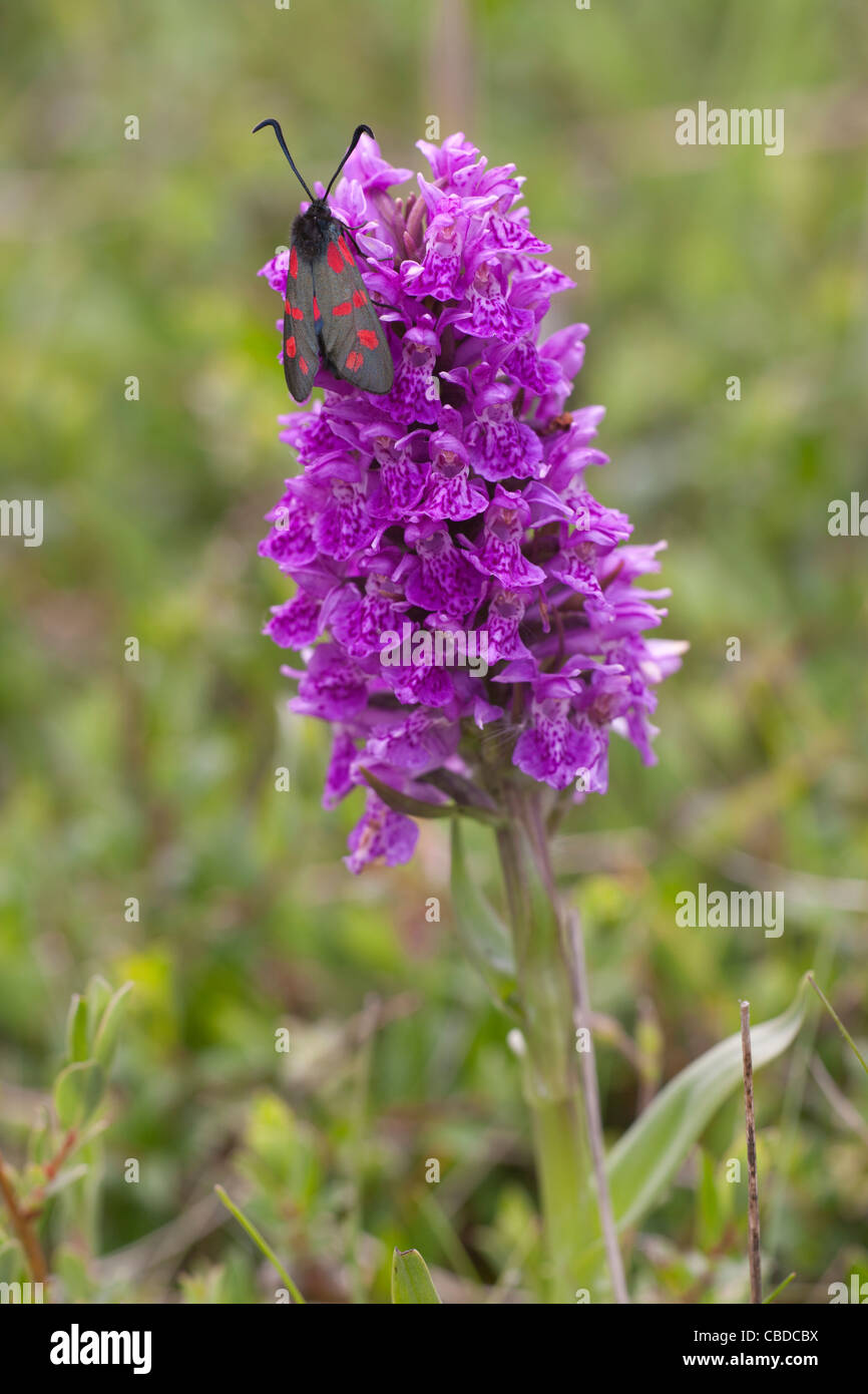 Moth insect on orchid plant hi-res stock photography and images - Alamy