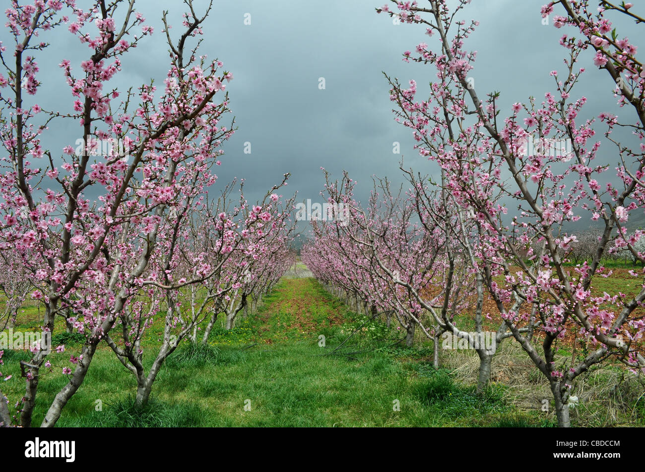 Bekaa Valley, Lebanon, cherry blossom, below Anti-Lebanon mountains ...