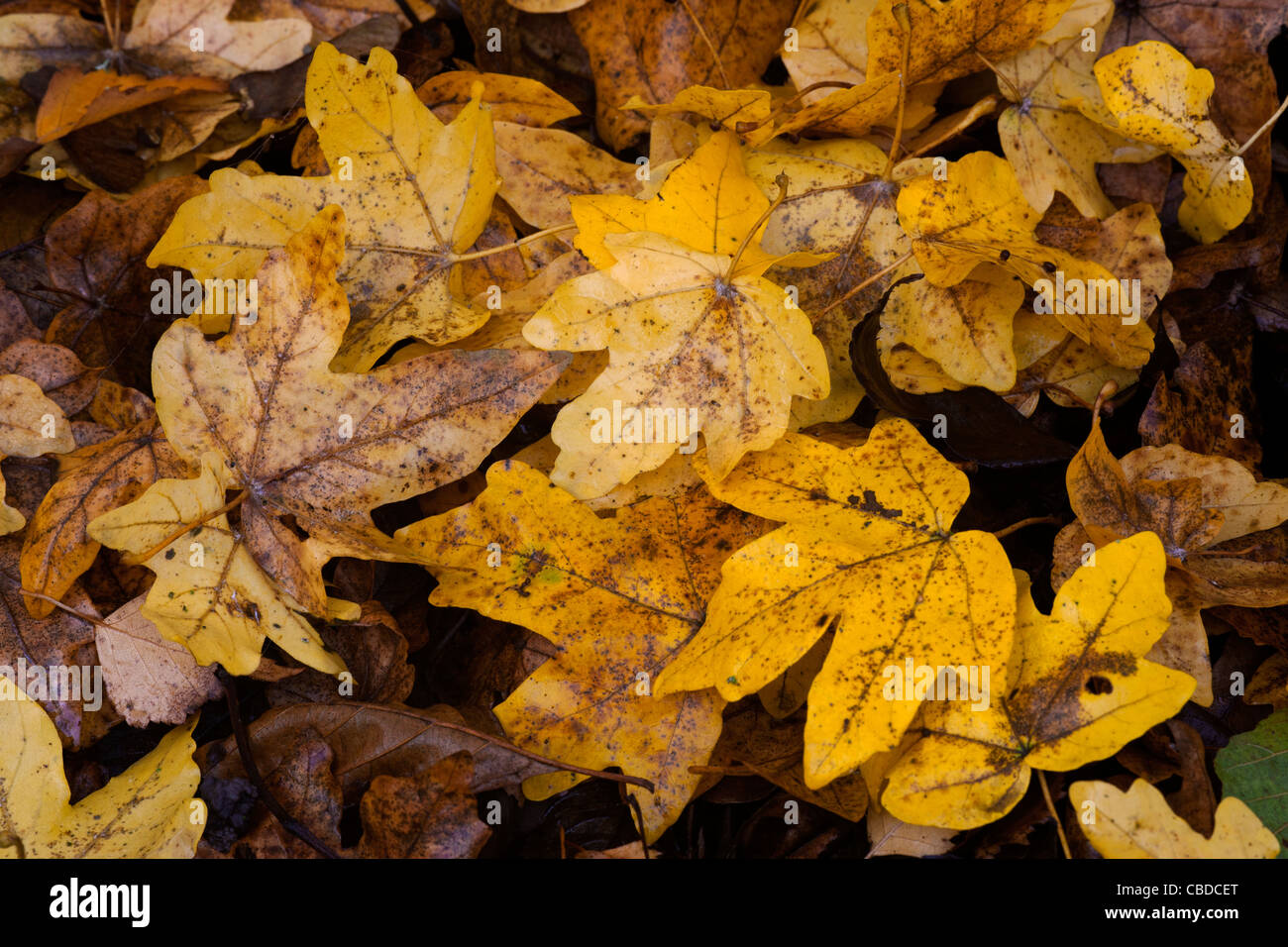 Fallen autumn Field Maple Acer campestre leaves Stock Photo - Alamy
