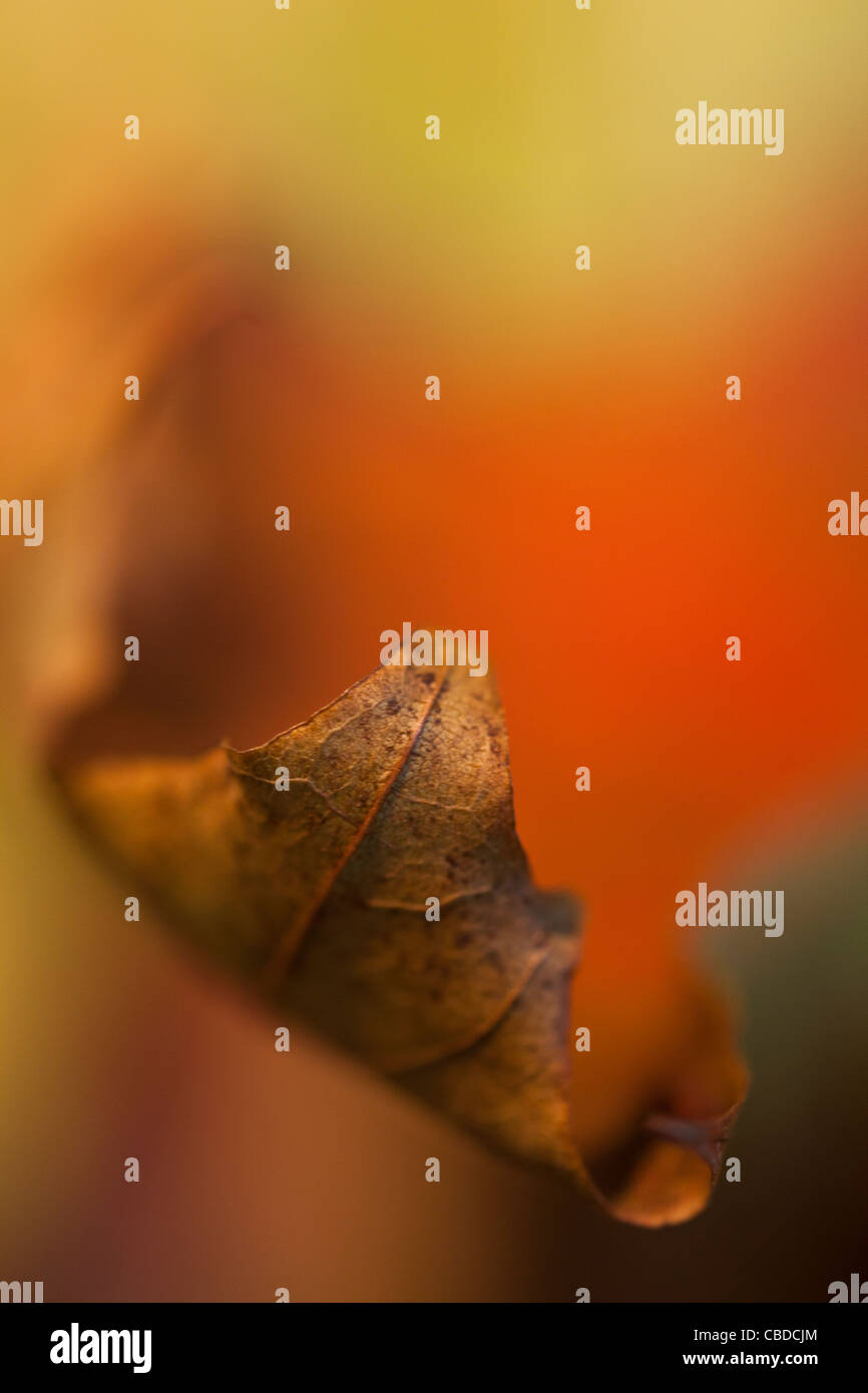 autumn leaf background Stock Photo - Alamy
